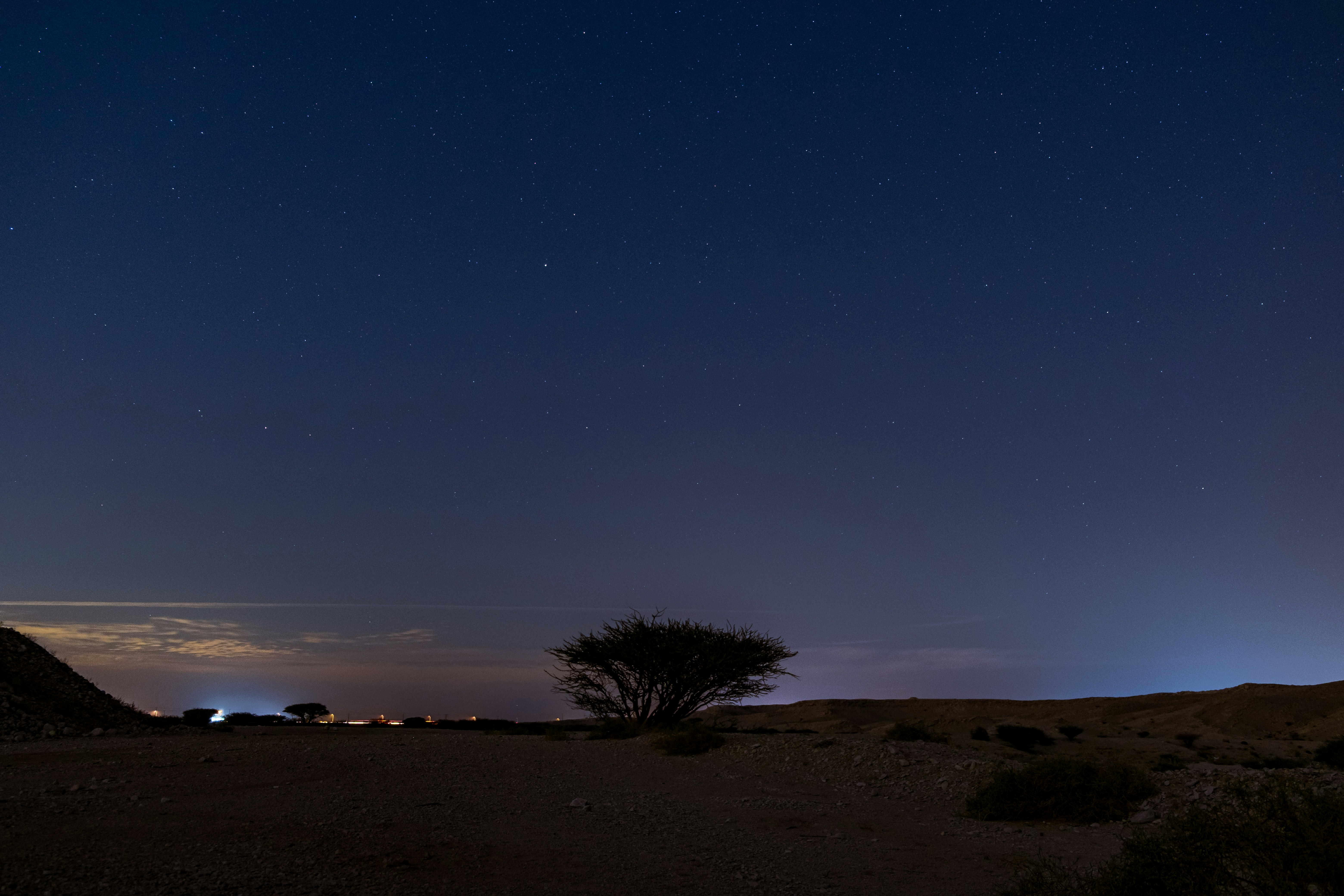 Lonely Scrub and Starlit Sky Over a Desert Plain