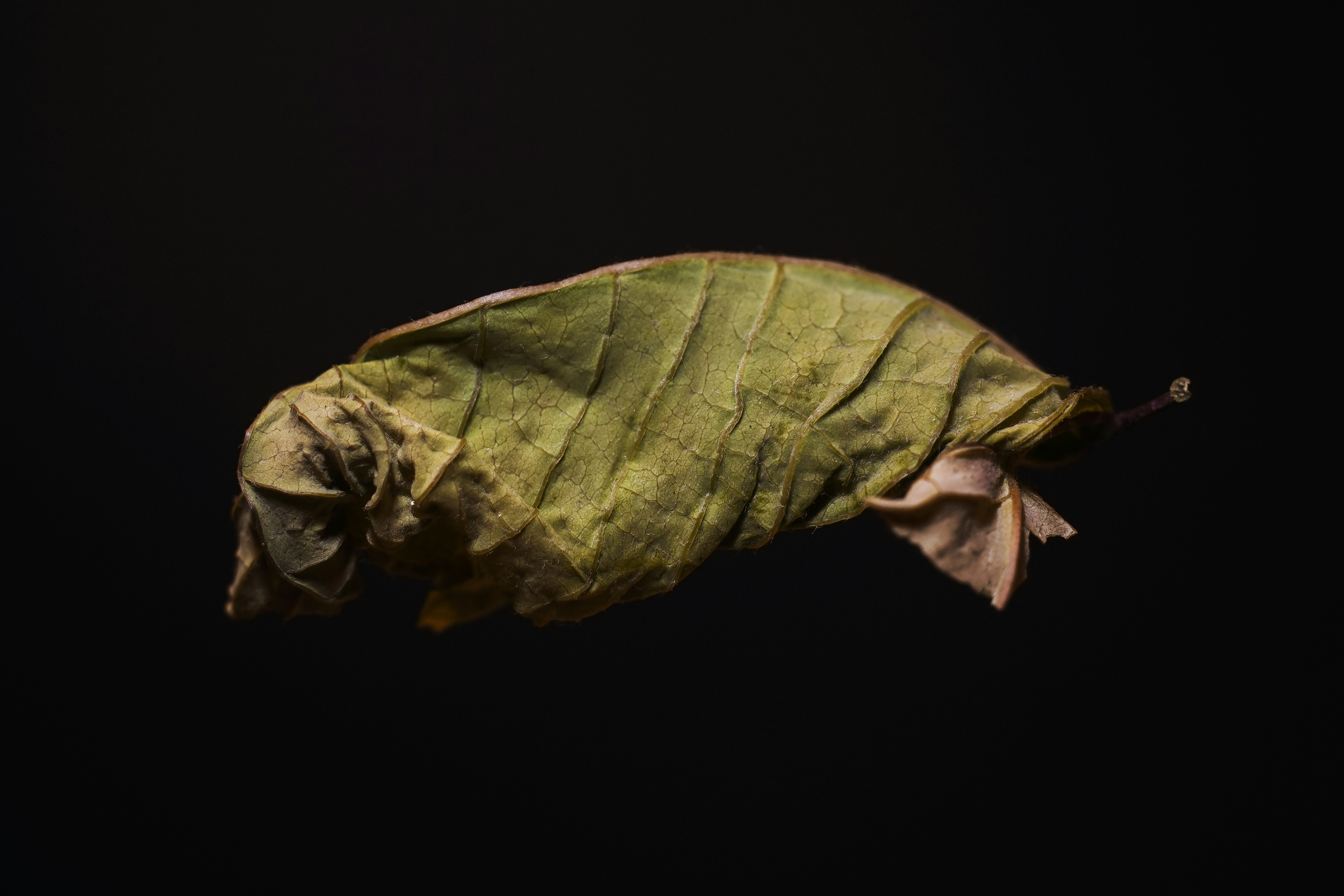 Dry Leaf in Focus: A Subtle Flight of Decay Against Velvet Darkness