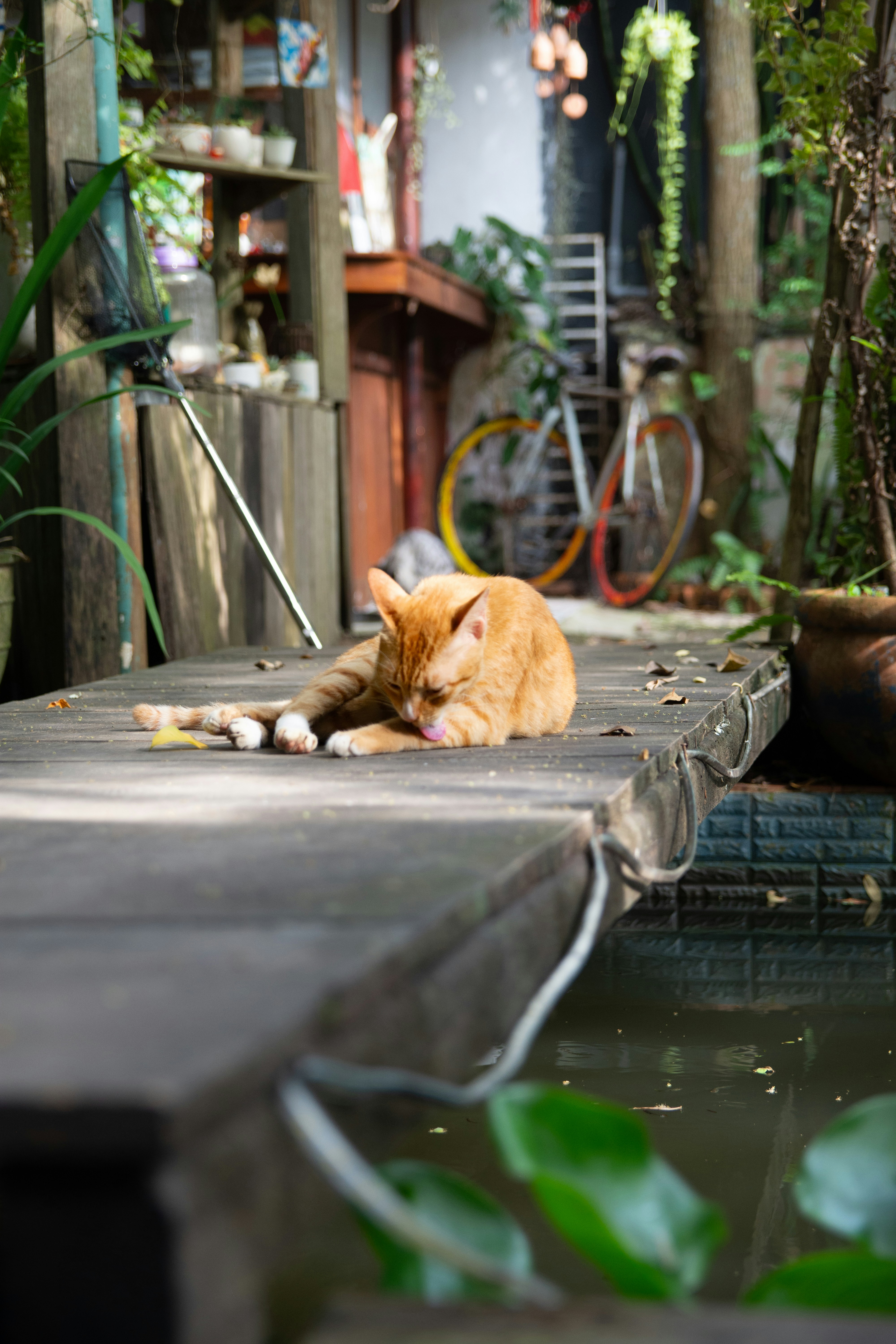 Sunlit Orange Cat Lounges on a Wooden Dock by a Quiet Pond