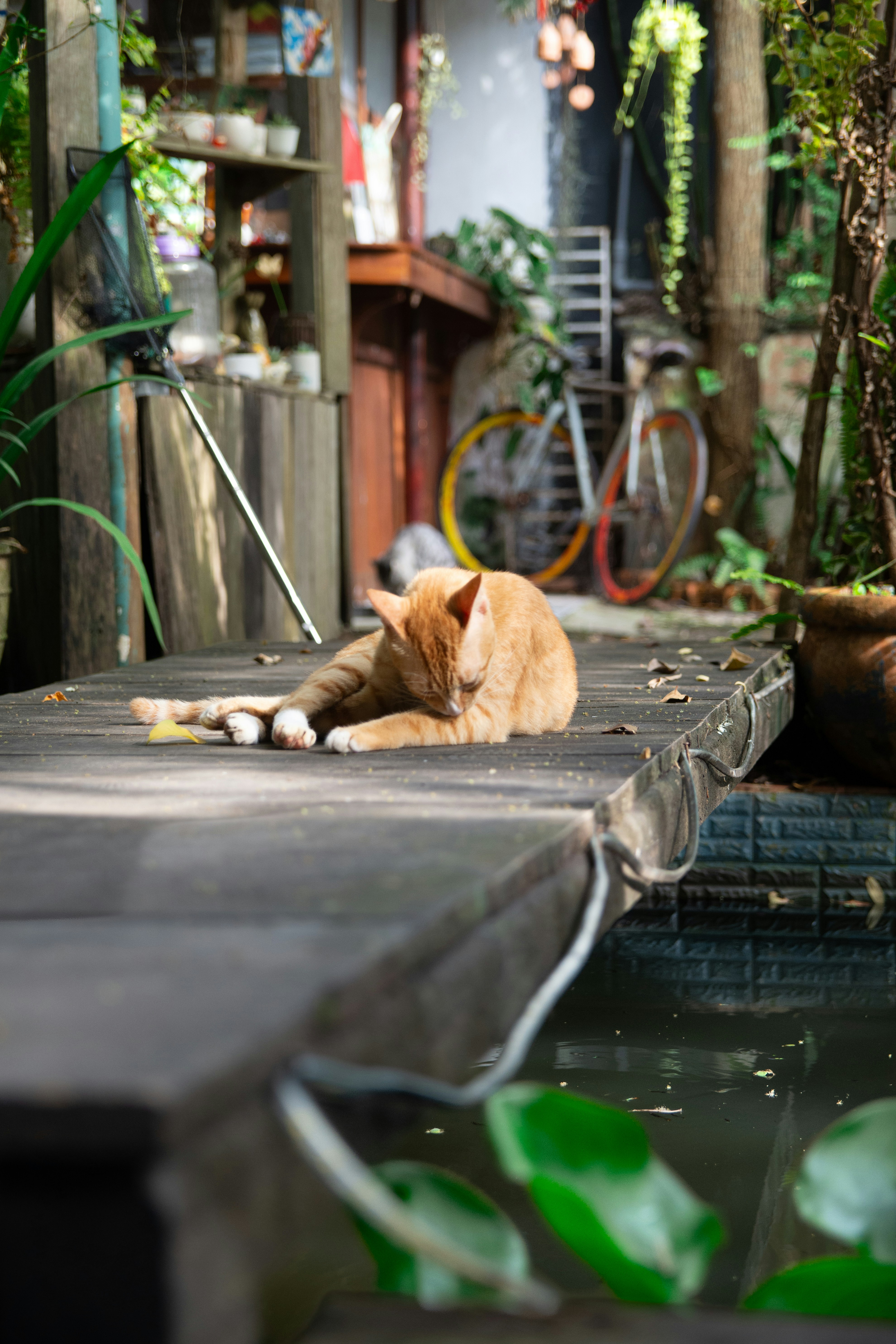 Sunlit Orange Cat Napping on a Wooden Dock by a Quiet Pond
