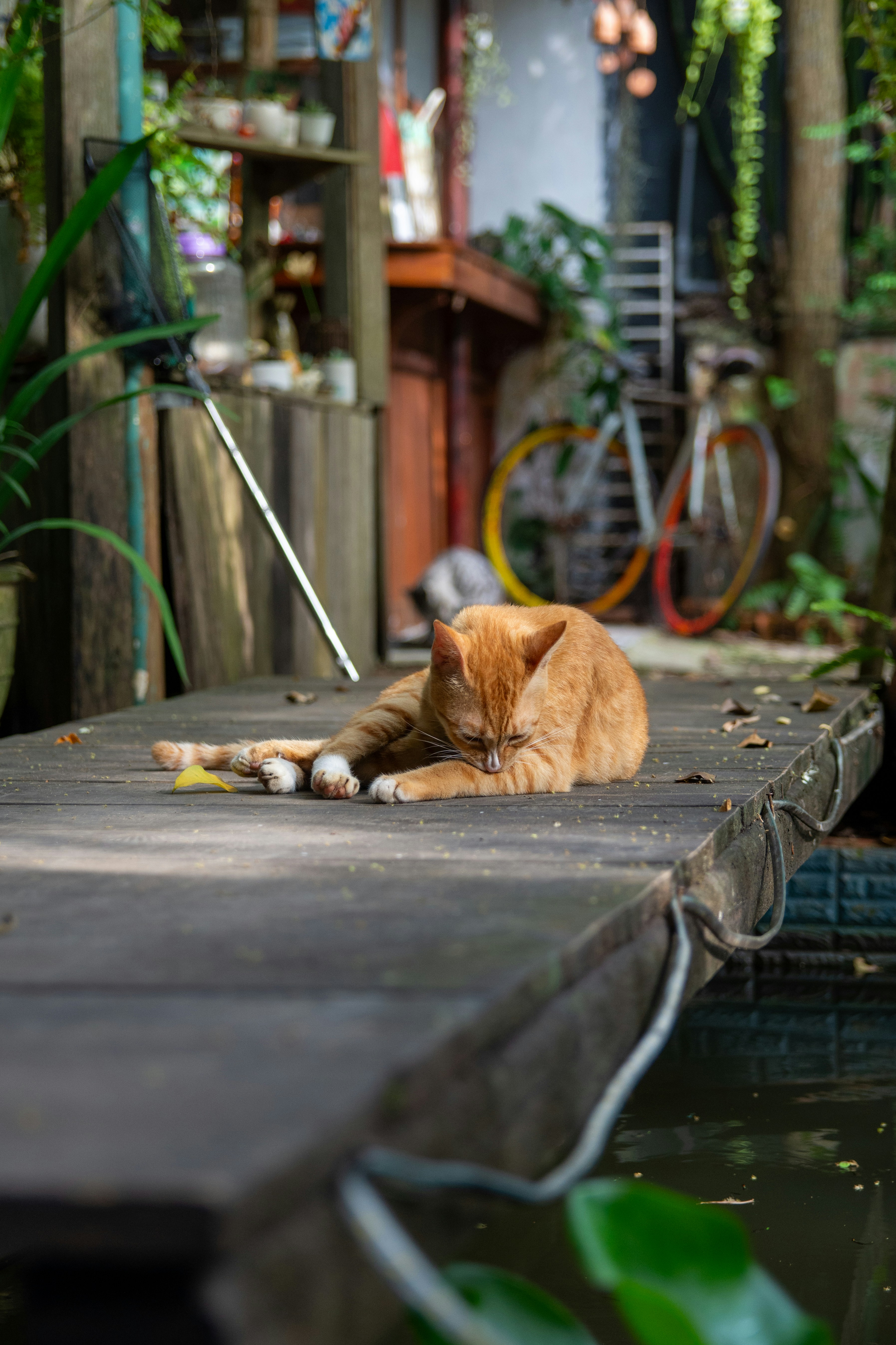 On a Quiet Dock, an Orange Cat Basks in Dappled Light