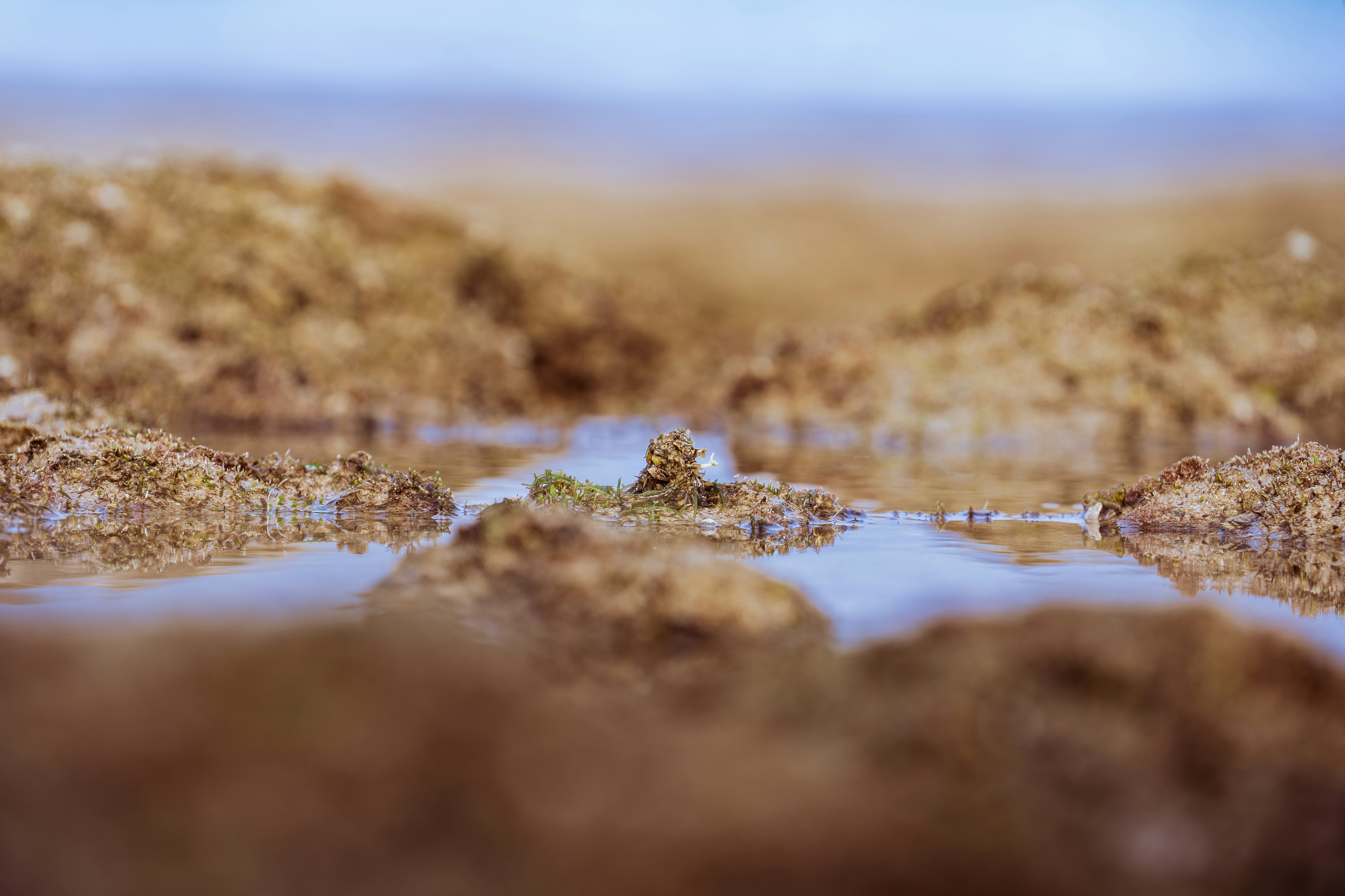 Low Tide in a Coral-rimmed Tidepool: A Quiet Refractor of Blue Sky