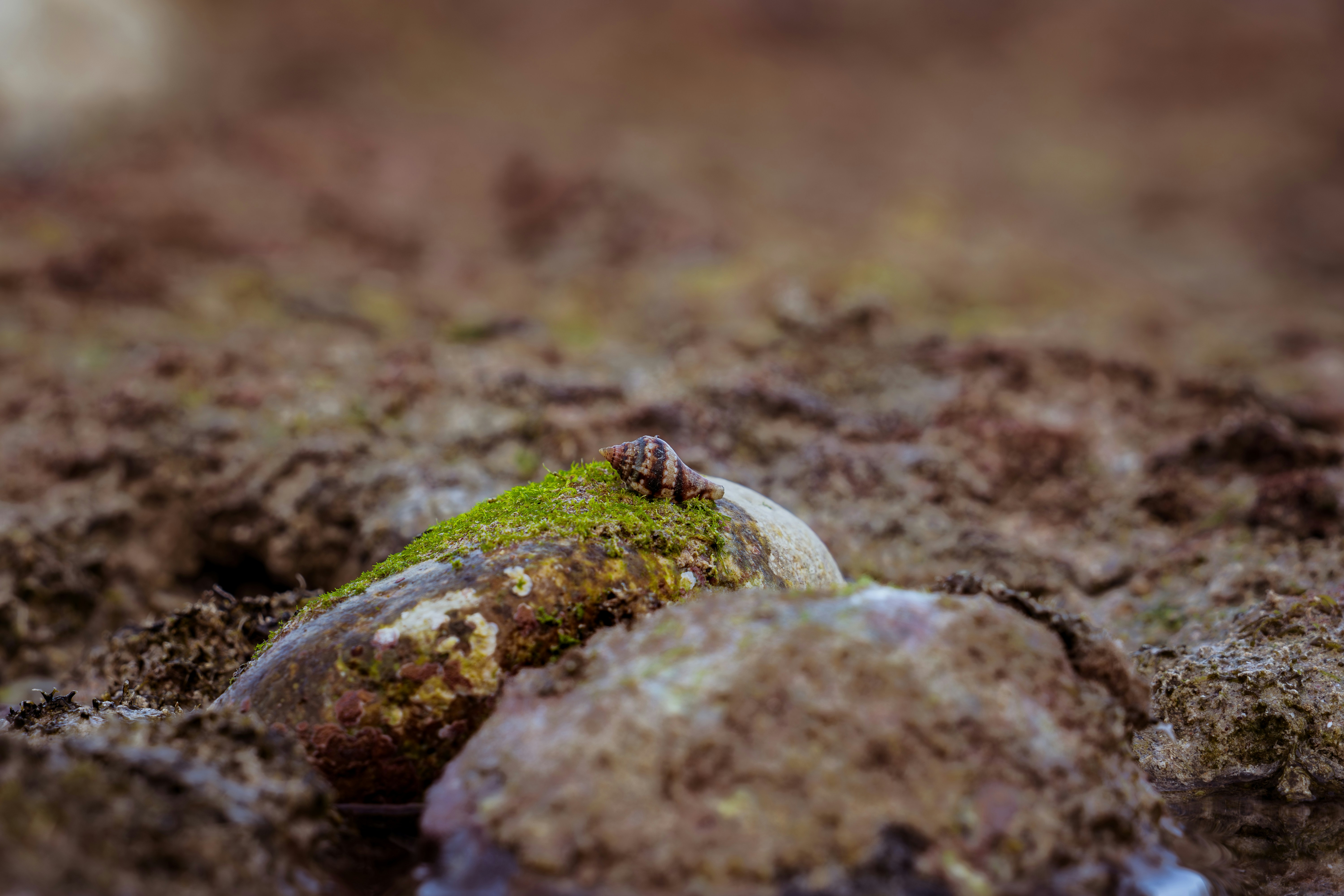 Tiny Snail on Moss-Capped Pebble in Quiet Mud