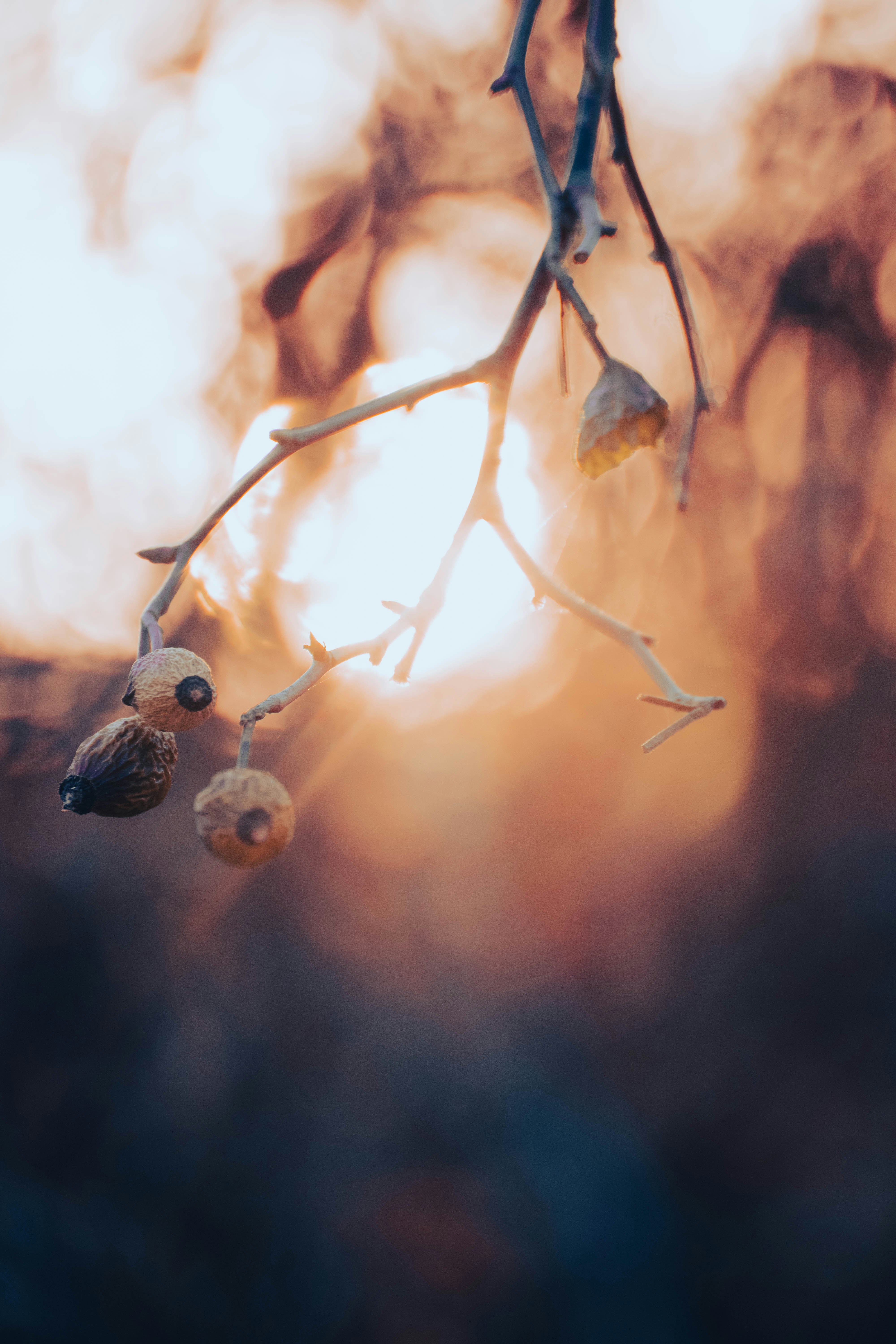 Backlit Branches: Morning Seeds Dangle in Soft Focus