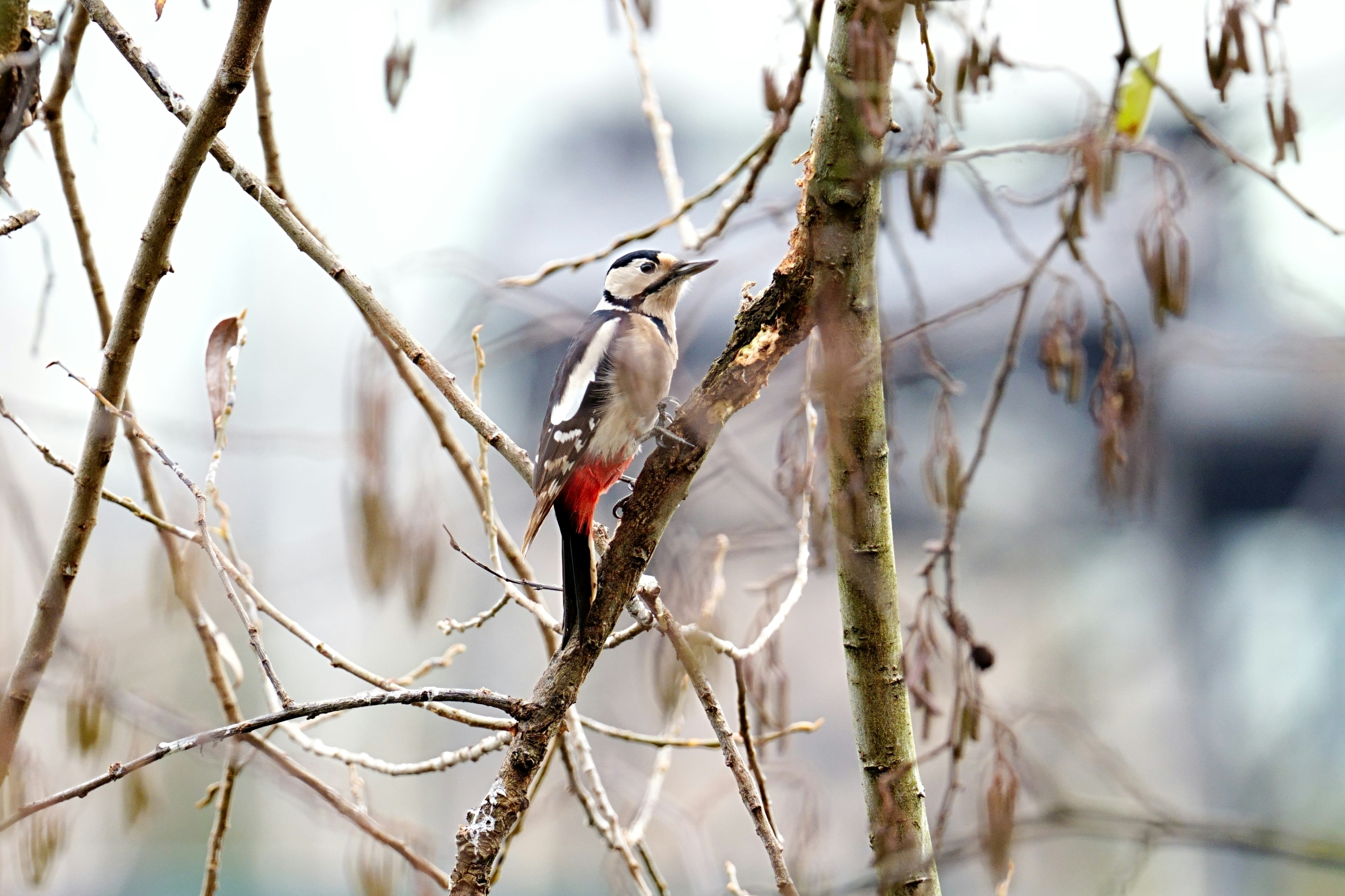 Scarlet-backed Feeder: A Small Bird Perched on Winter Branches
