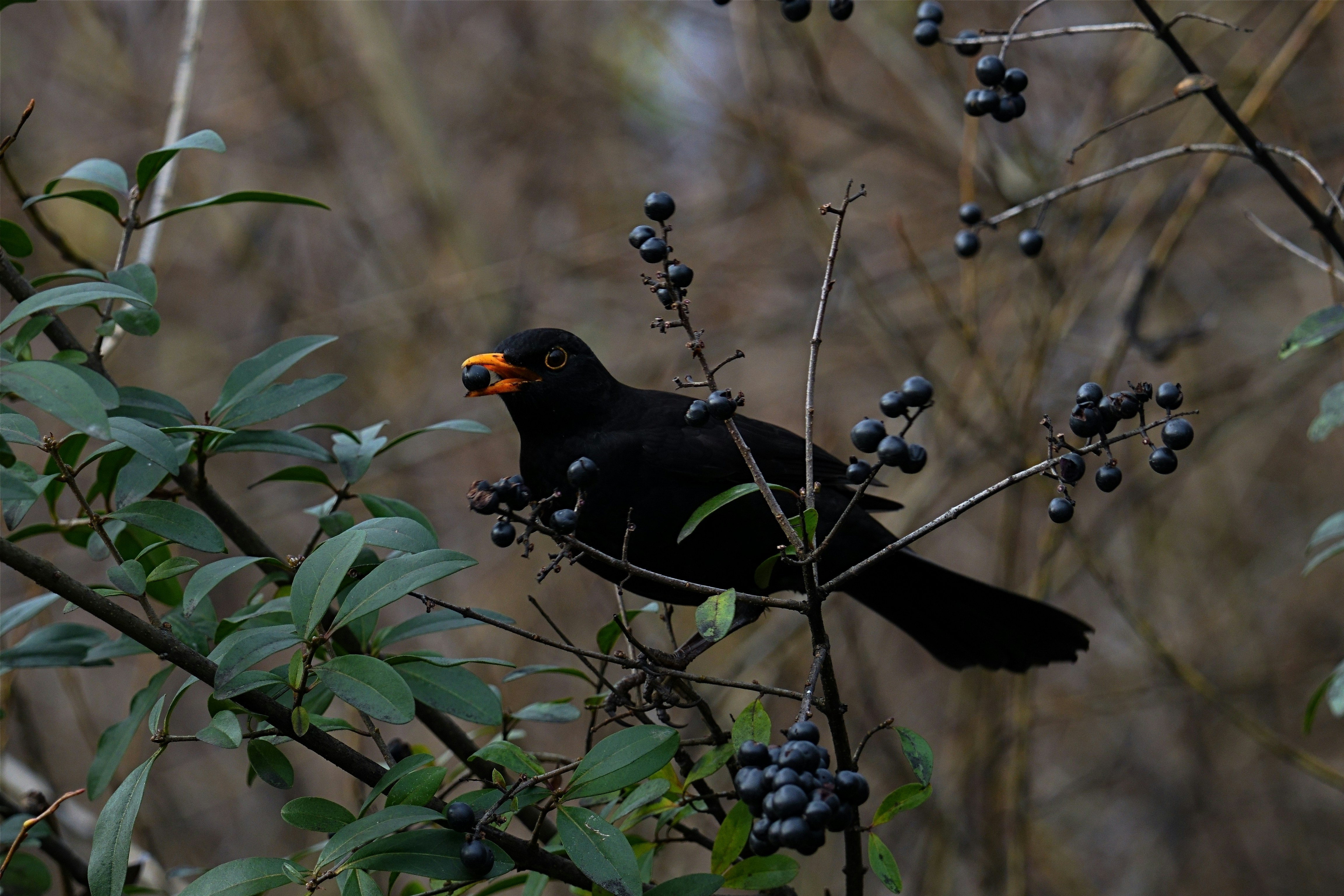 Blackbird at a Berry-Thin Moment