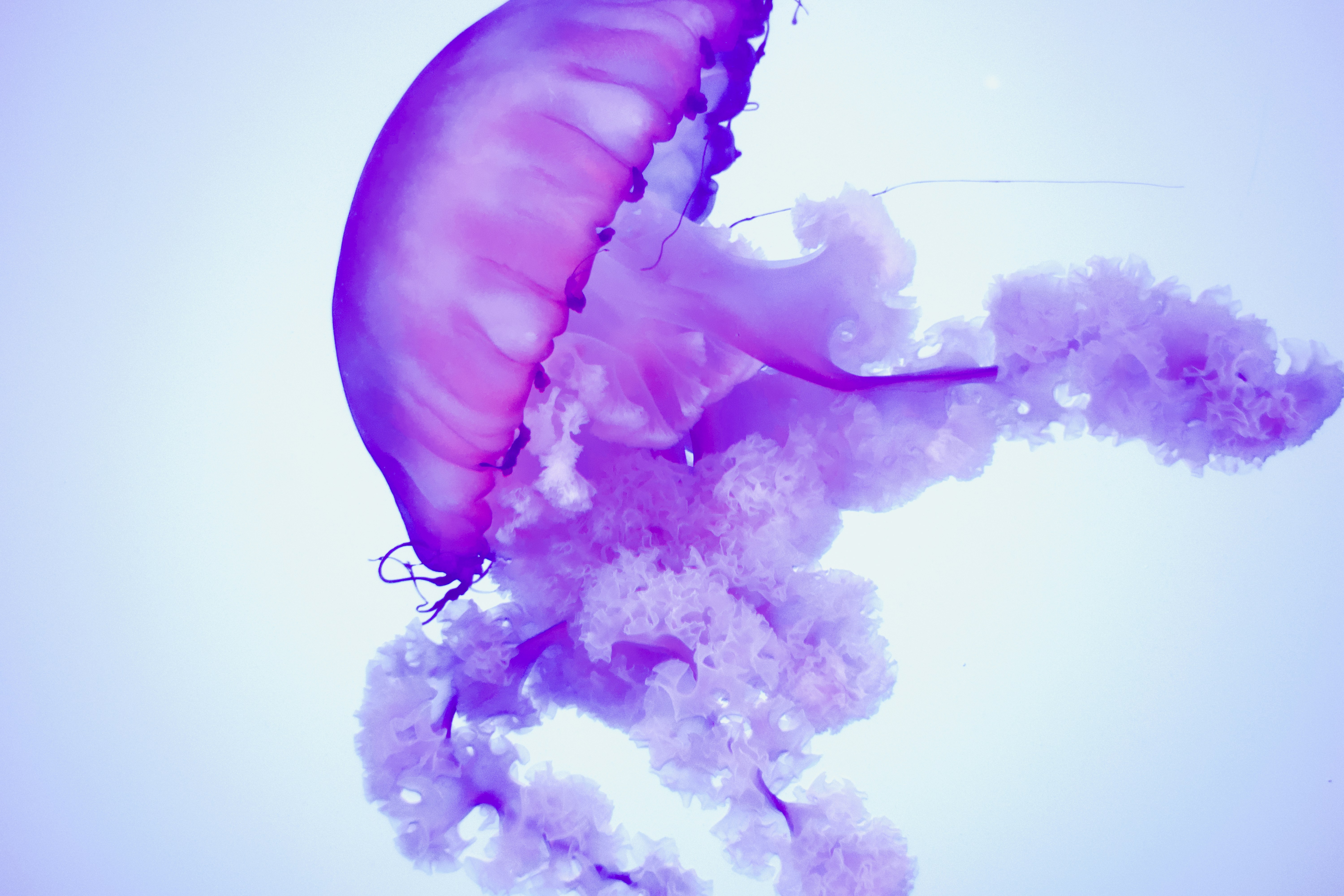 A Violet Medusa Drifting Through Quiet Blue Depths