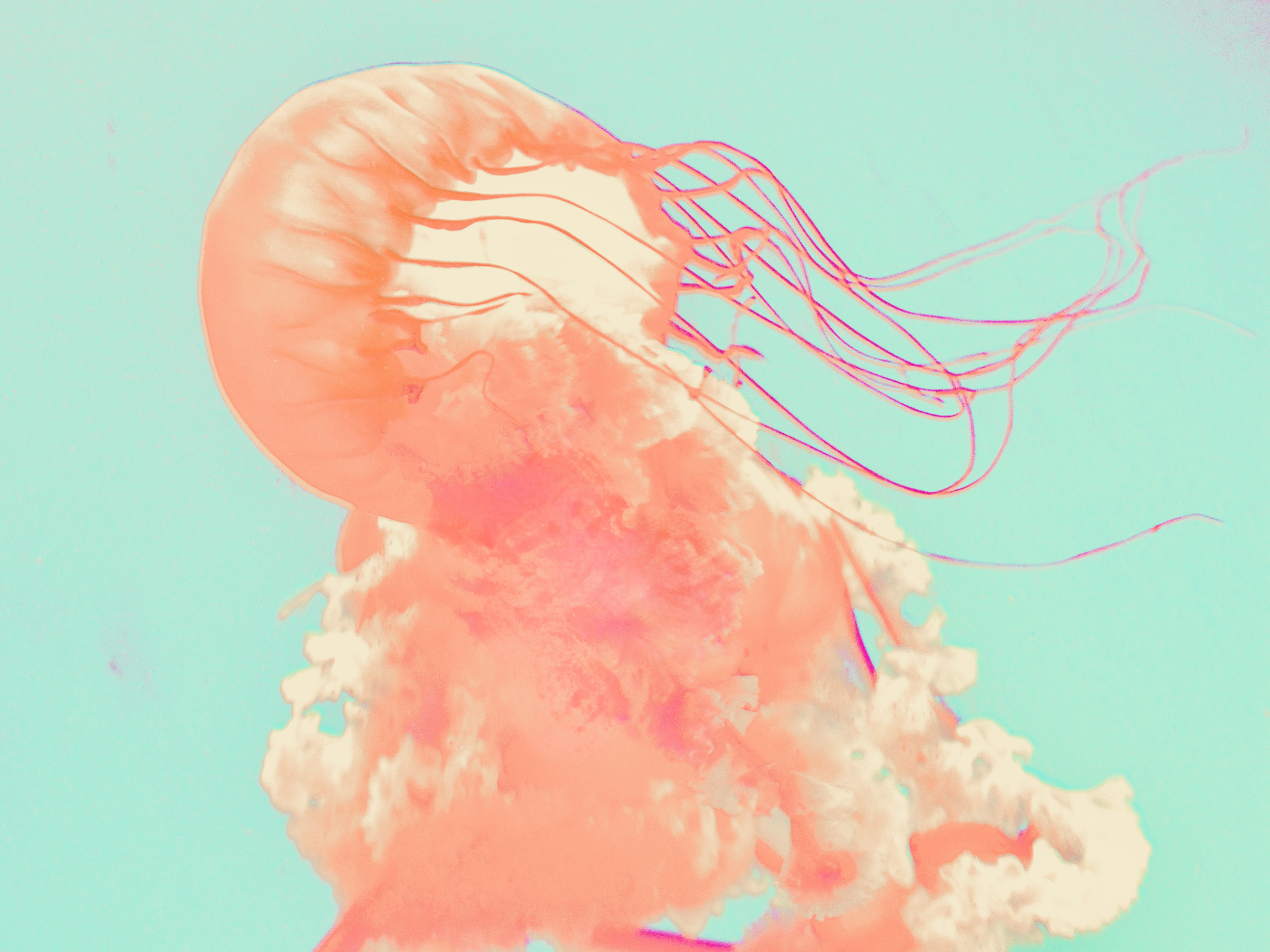 Azure Dream: A Soft Coral Jellyfish in Gentle Sea Light