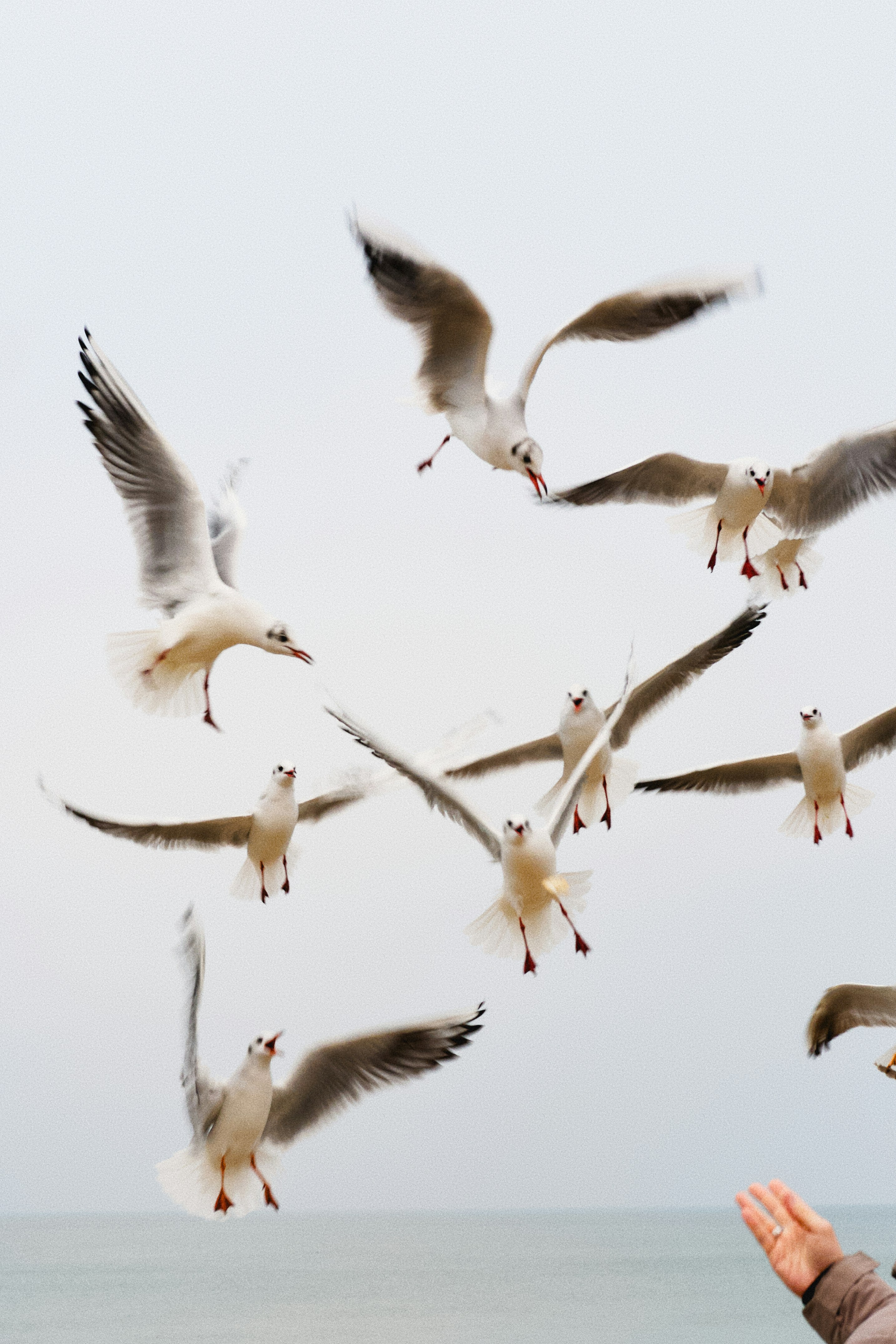 Flock in Flight Over a Serene Shore