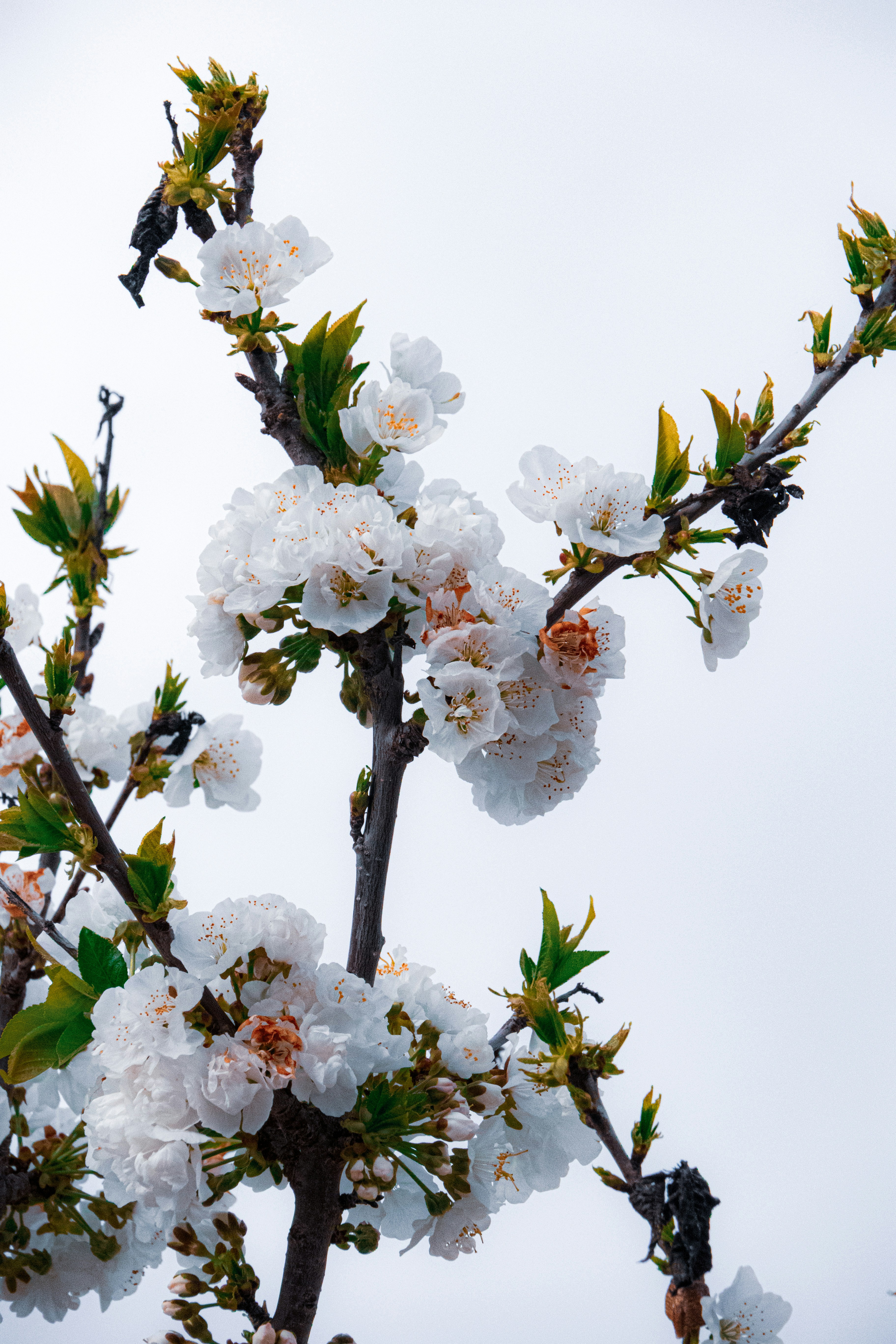 Blossoms in Quiet Focus: White Petals Against a Pale Sky