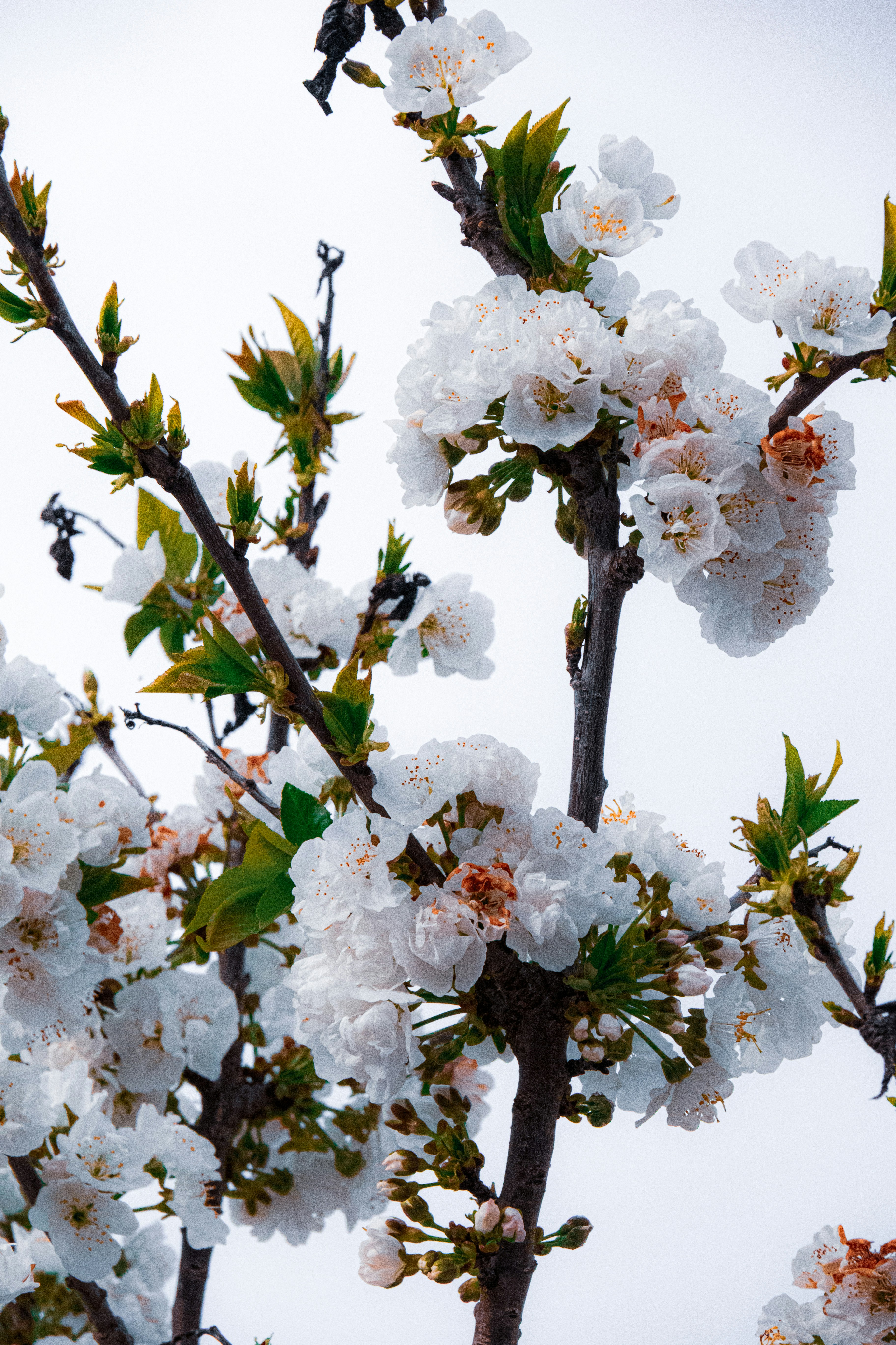 Blossoms in Focus: White Petals Against a Gentle Sky