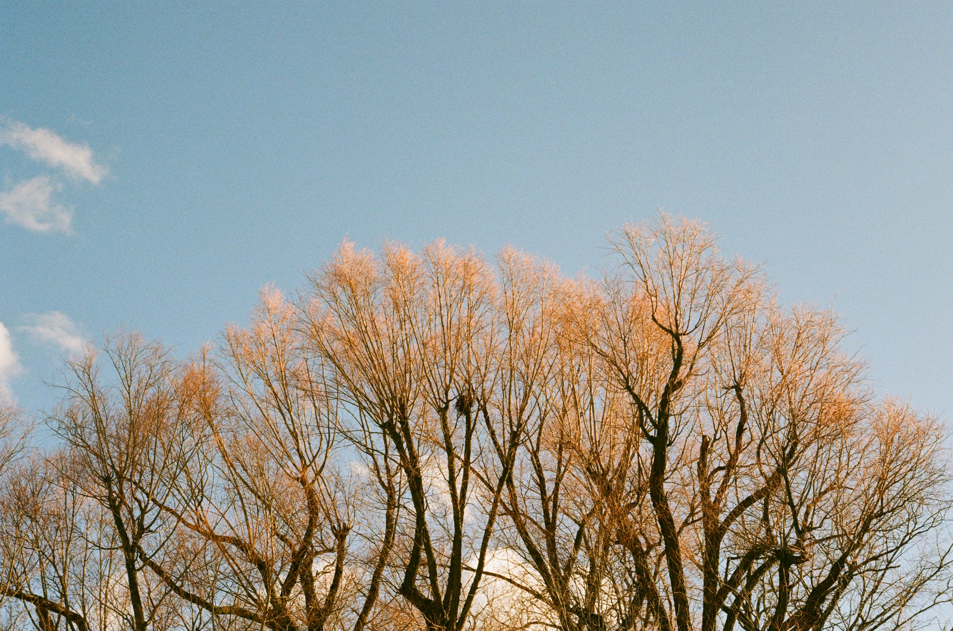 Bare tree branches against a clear blue sky photo – Free Blue Image on Unsplash