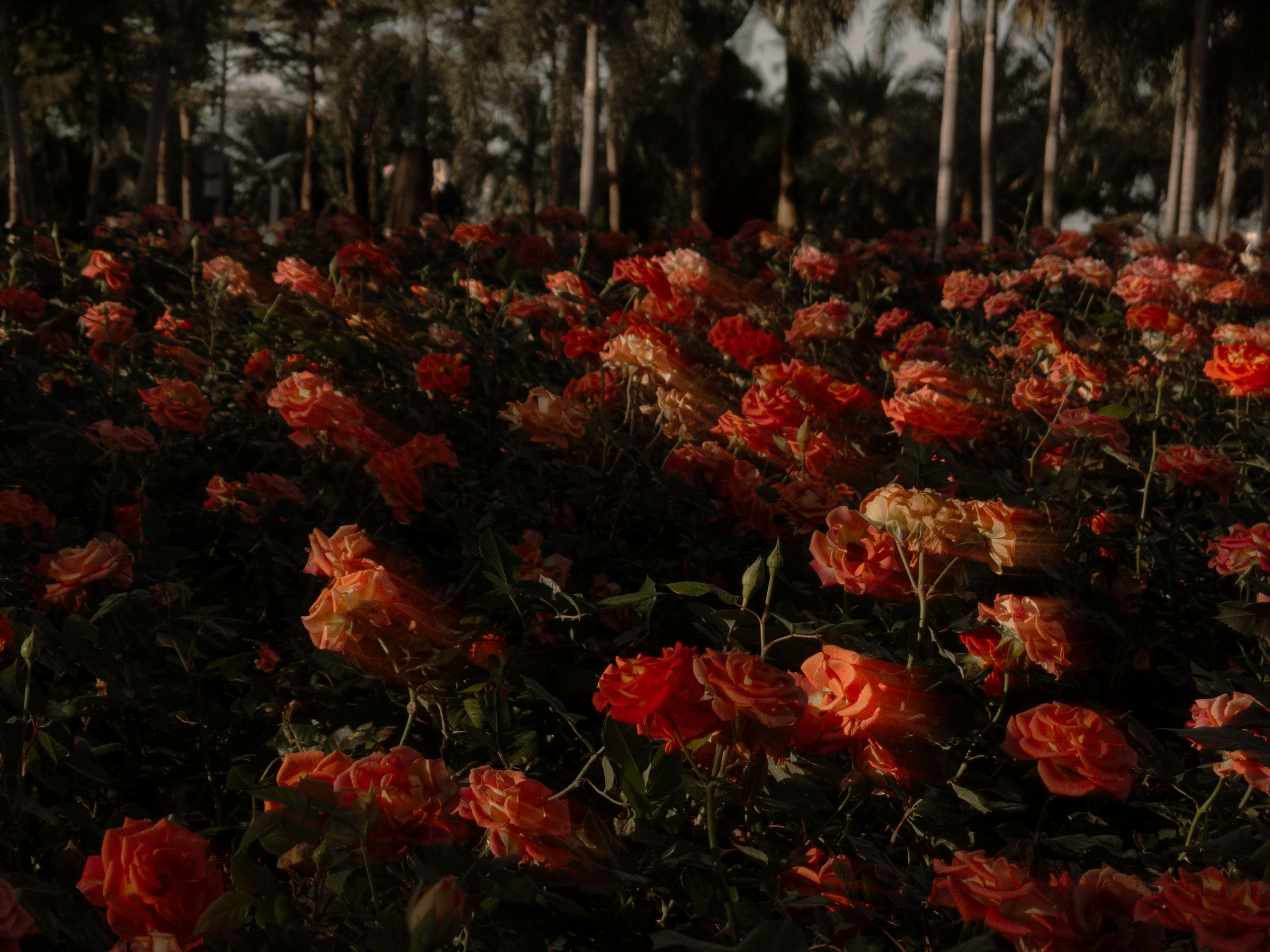 Champ de roses orange et rouges éclatantes photo – Image gratuite de ...