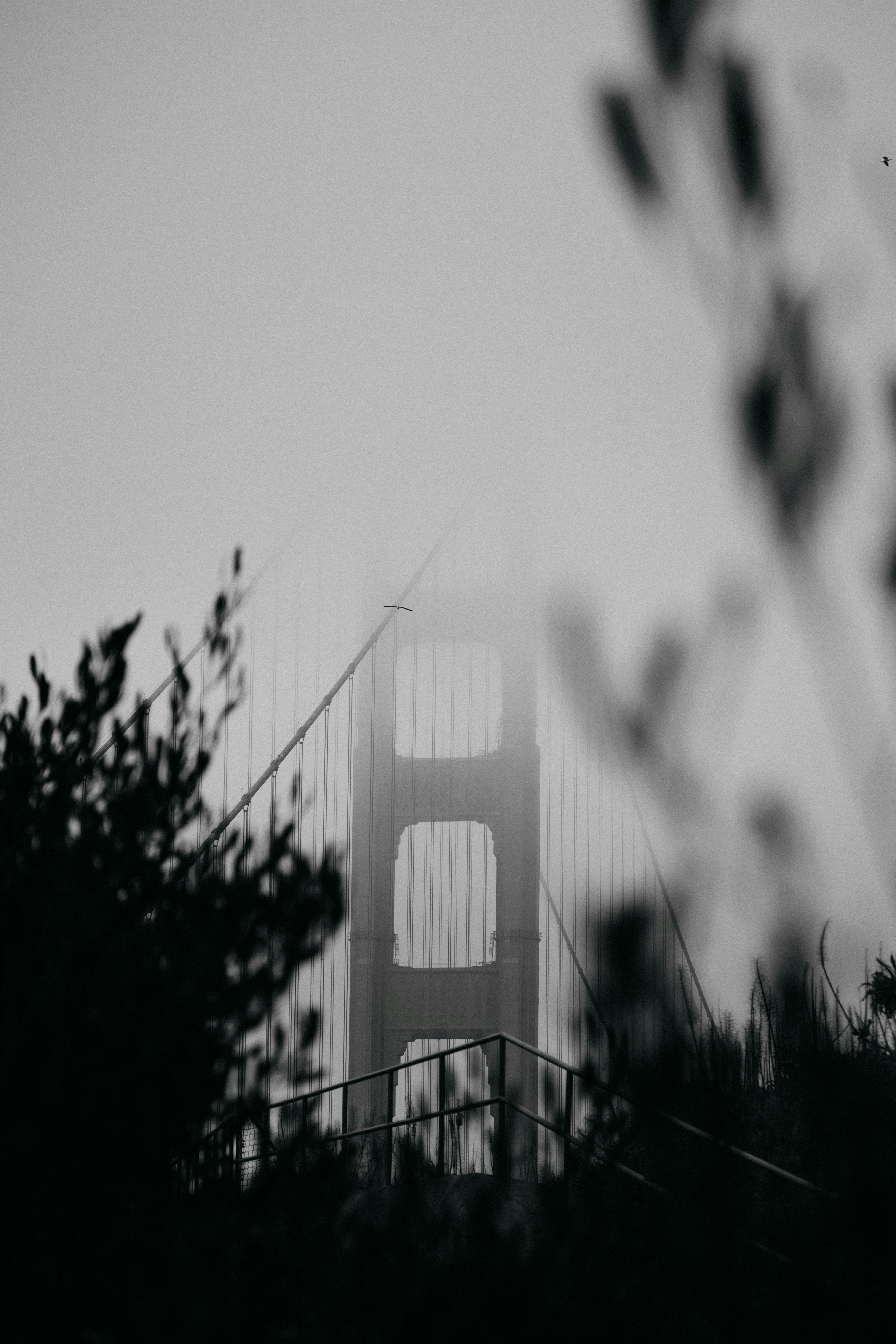 Golden gate bridge partially obscured by fog and trees. photo – Free ...