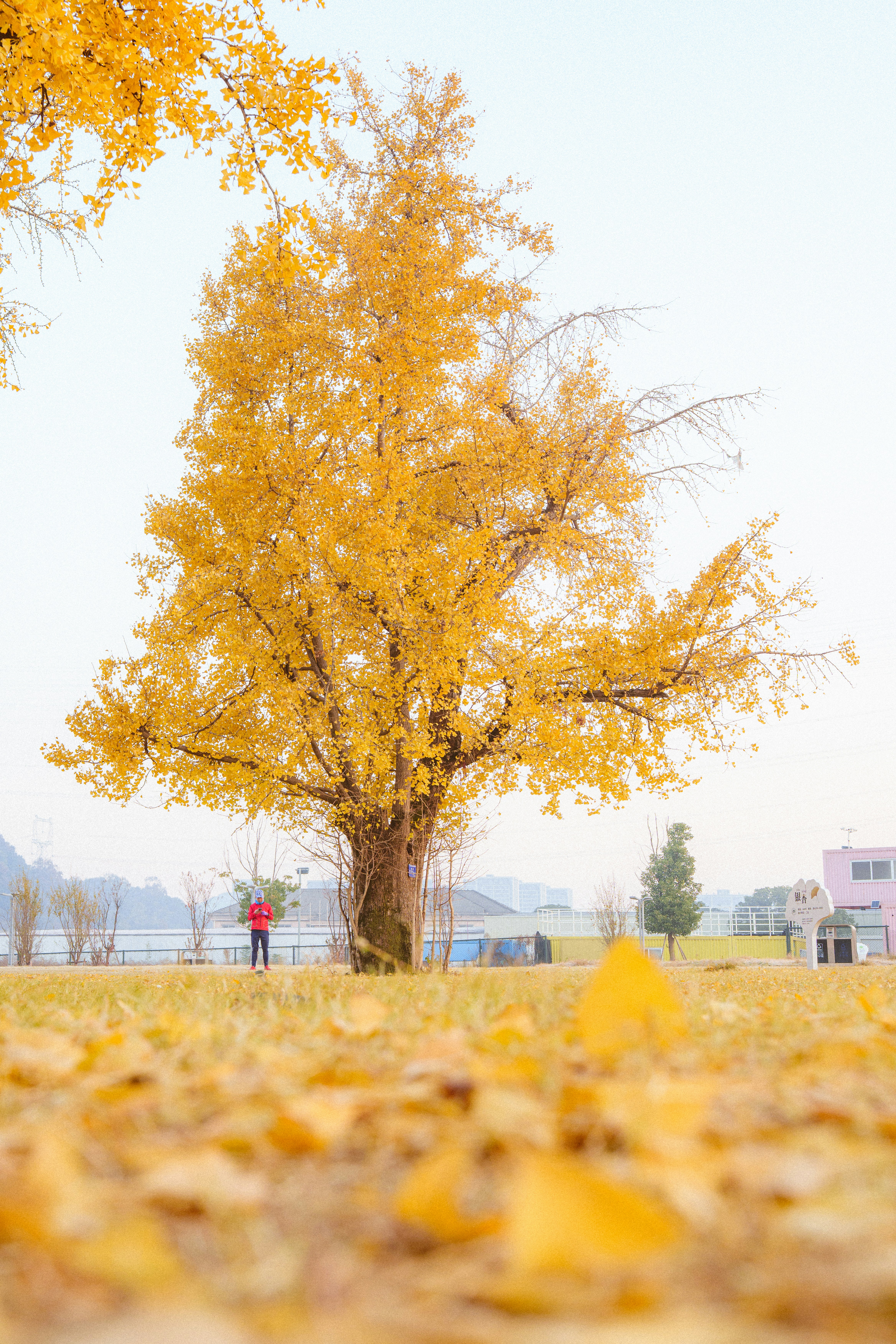 Golden Arboreal Sentinel Standing Over a Quiet Autumn Field