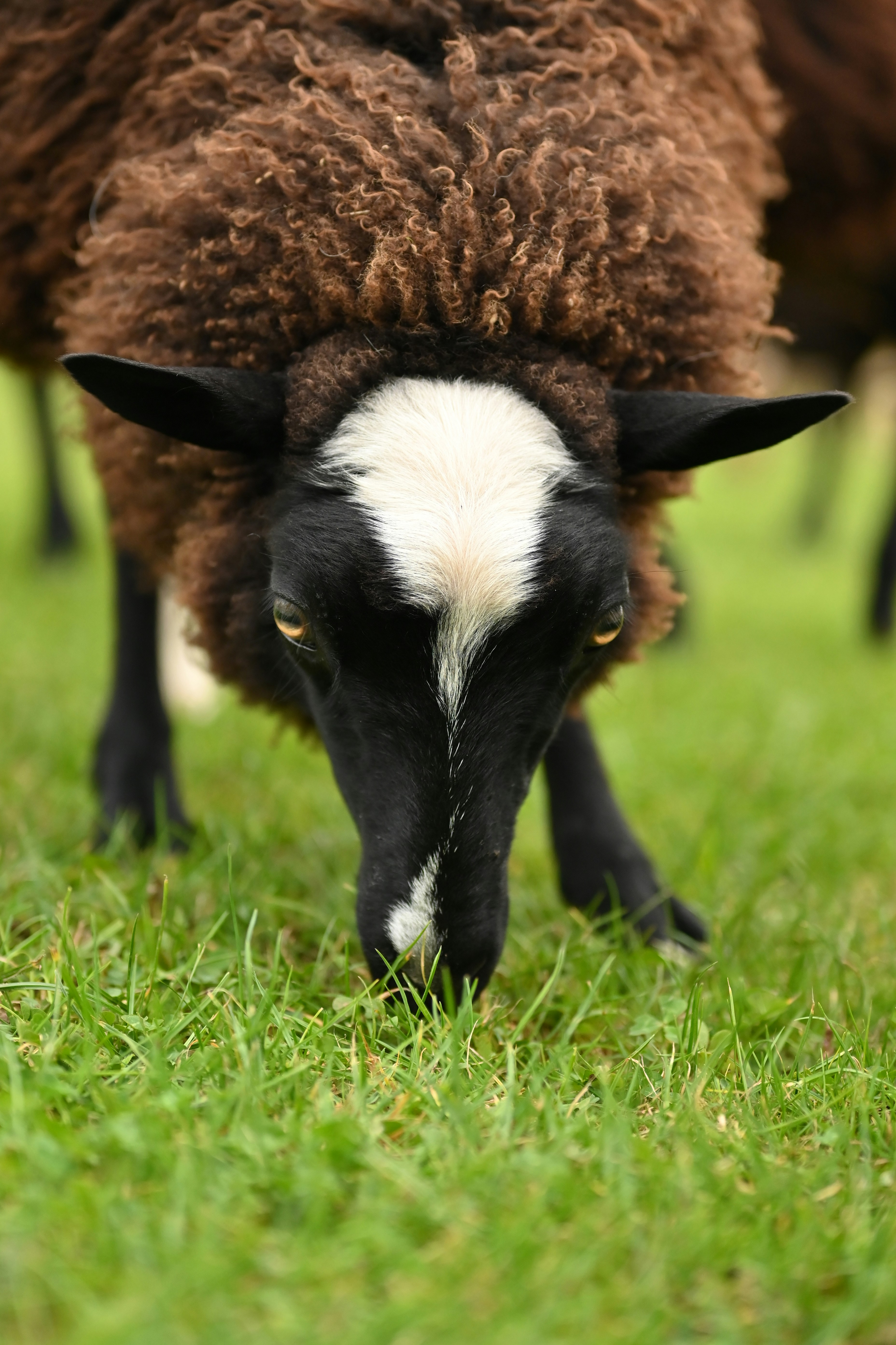 Head-On Grazing: A Black-Faced Sheep Strolls Through Green Pasture