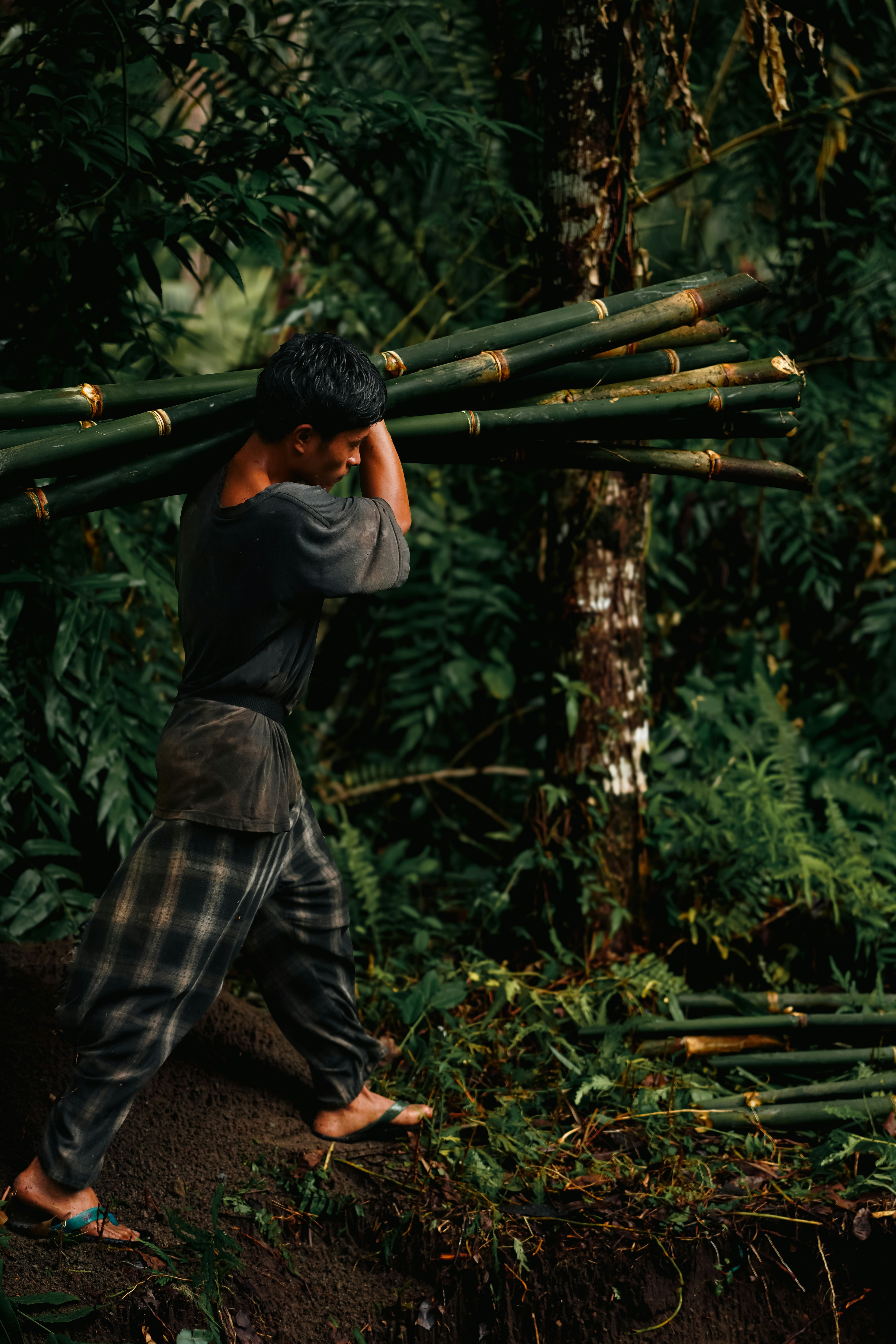Bamboo, green, forest