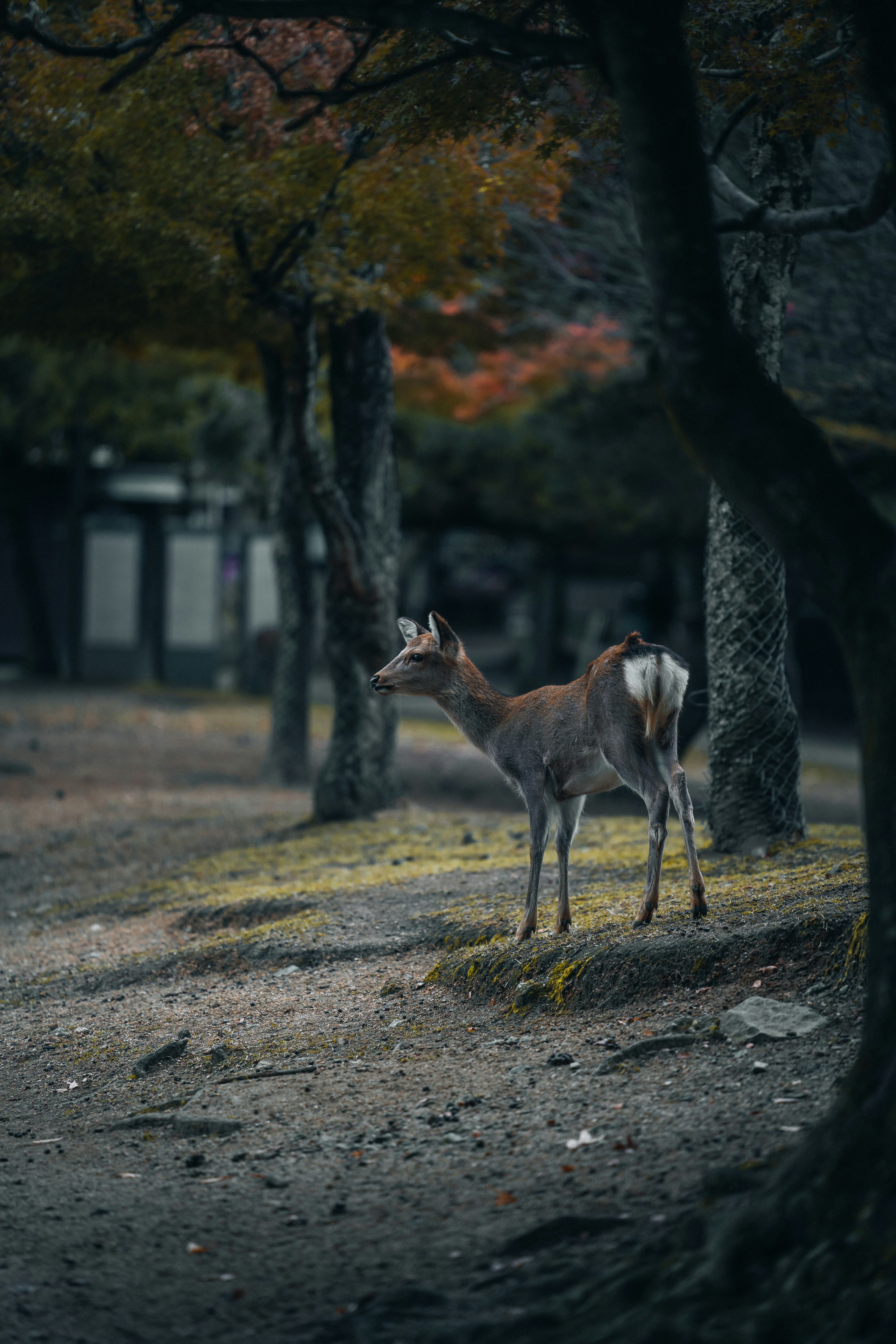 A serene autumn moment in Nara Park, Japan, as wild sika deer interact gently with visitors. The iconic scene is bathed in the warm golden light of fall, with colorful foliage and historic temple backgrounds