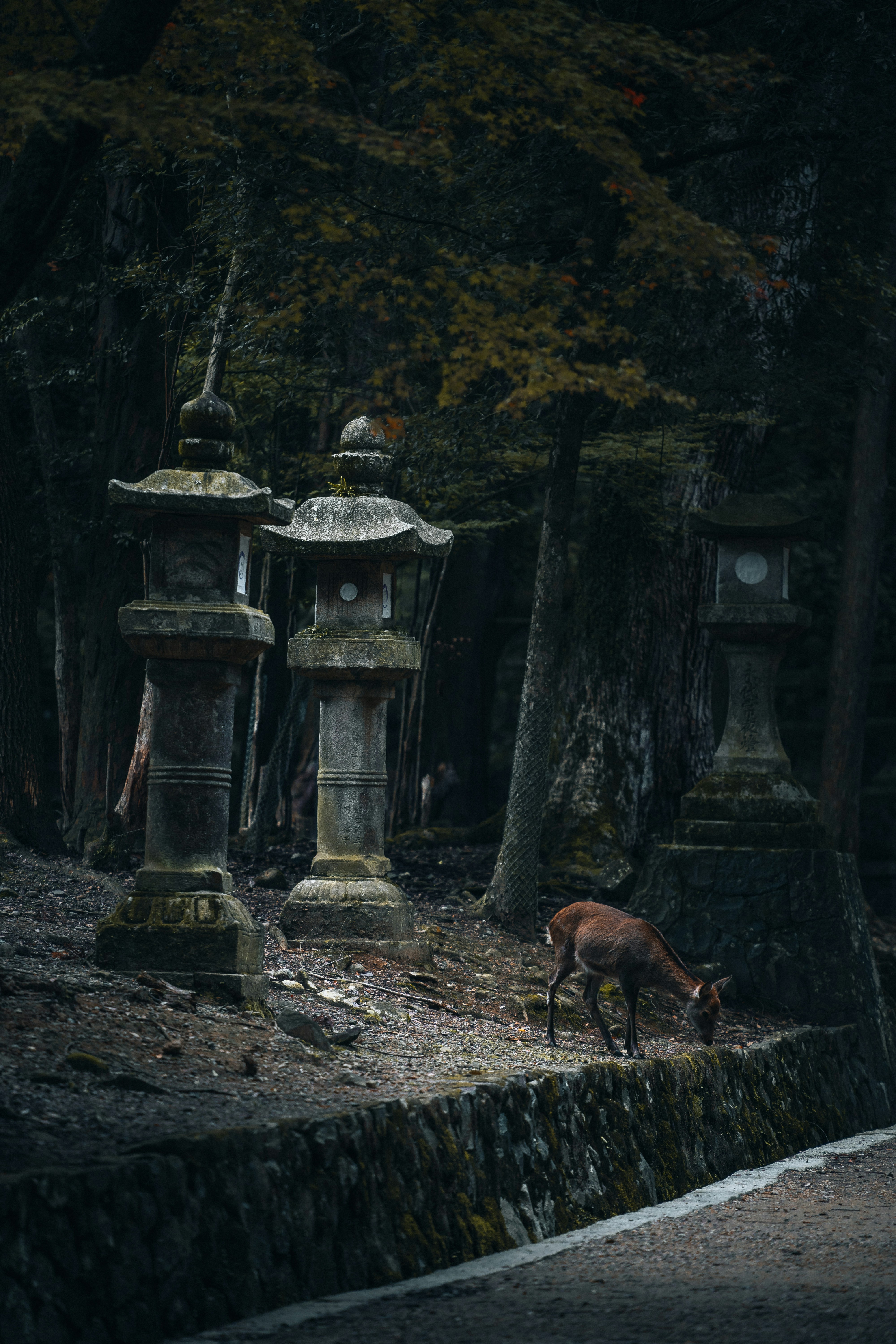 Shade of Lanterns and a Grazing Deer in a Quiet Temple Path