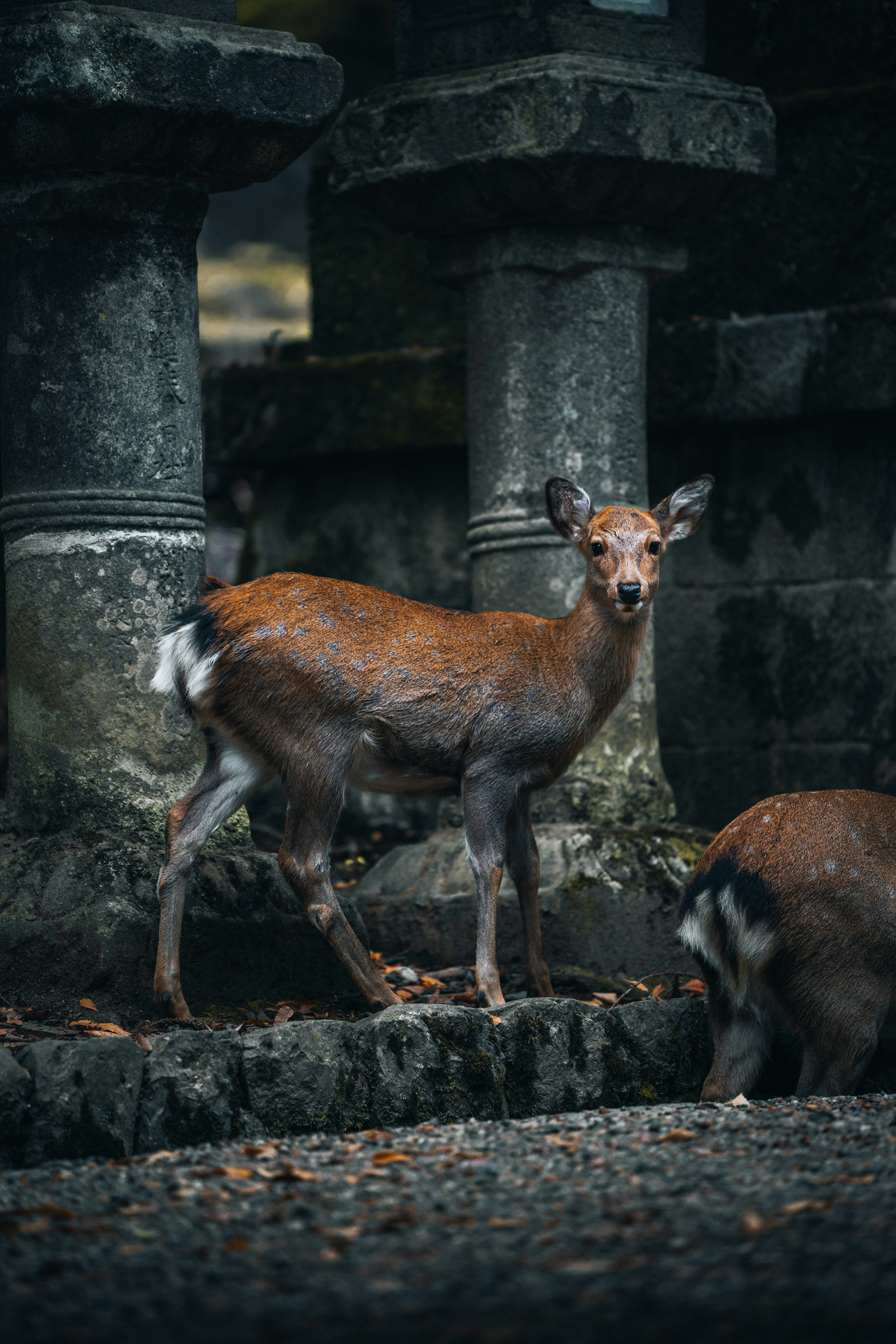 A serene autumn moment in Nara Park, Japan, as wild sika deer interact gently with visitors. The iconic scene is bathed in the warm golden light of fall, with colorful foliage and historic temple backgrounds