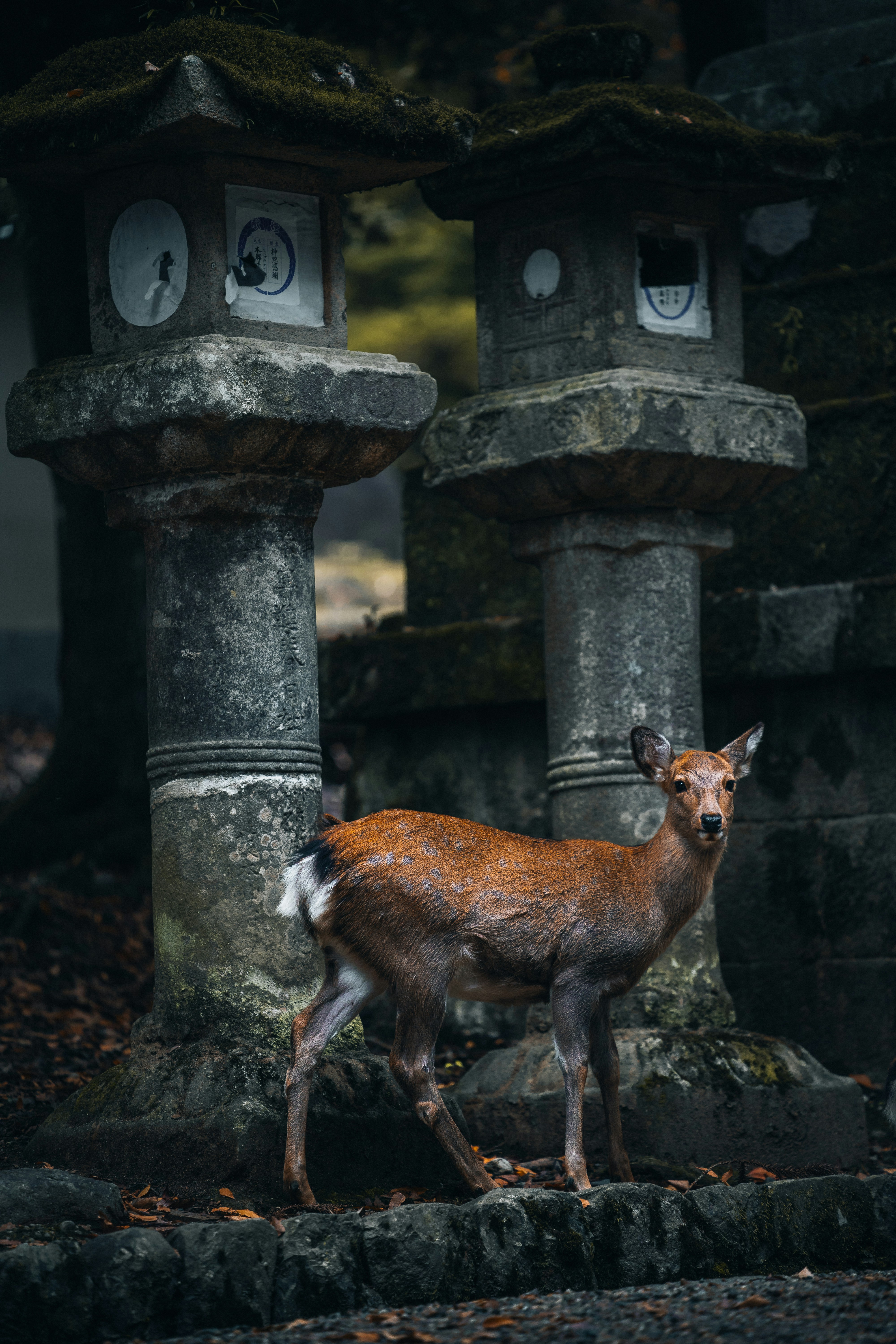 A serene autumn moment in Nara Park, Japan, as wild sika deer interact gently with visitors. The iconic scene is bathed in the warm golden light of fall, with colorful foliage and historic temple backgrounds