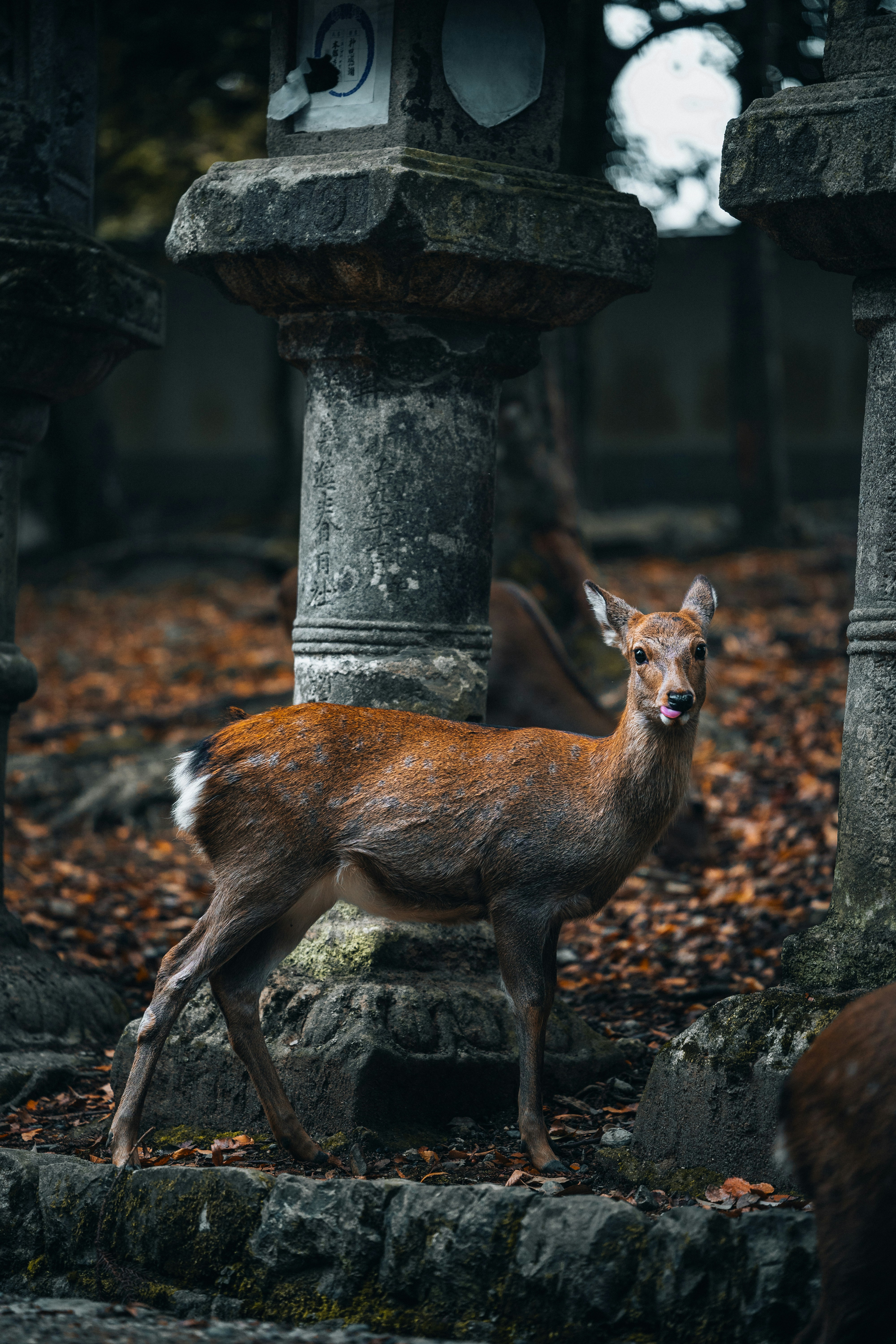 Silent Visitor Among Stone Monoliths