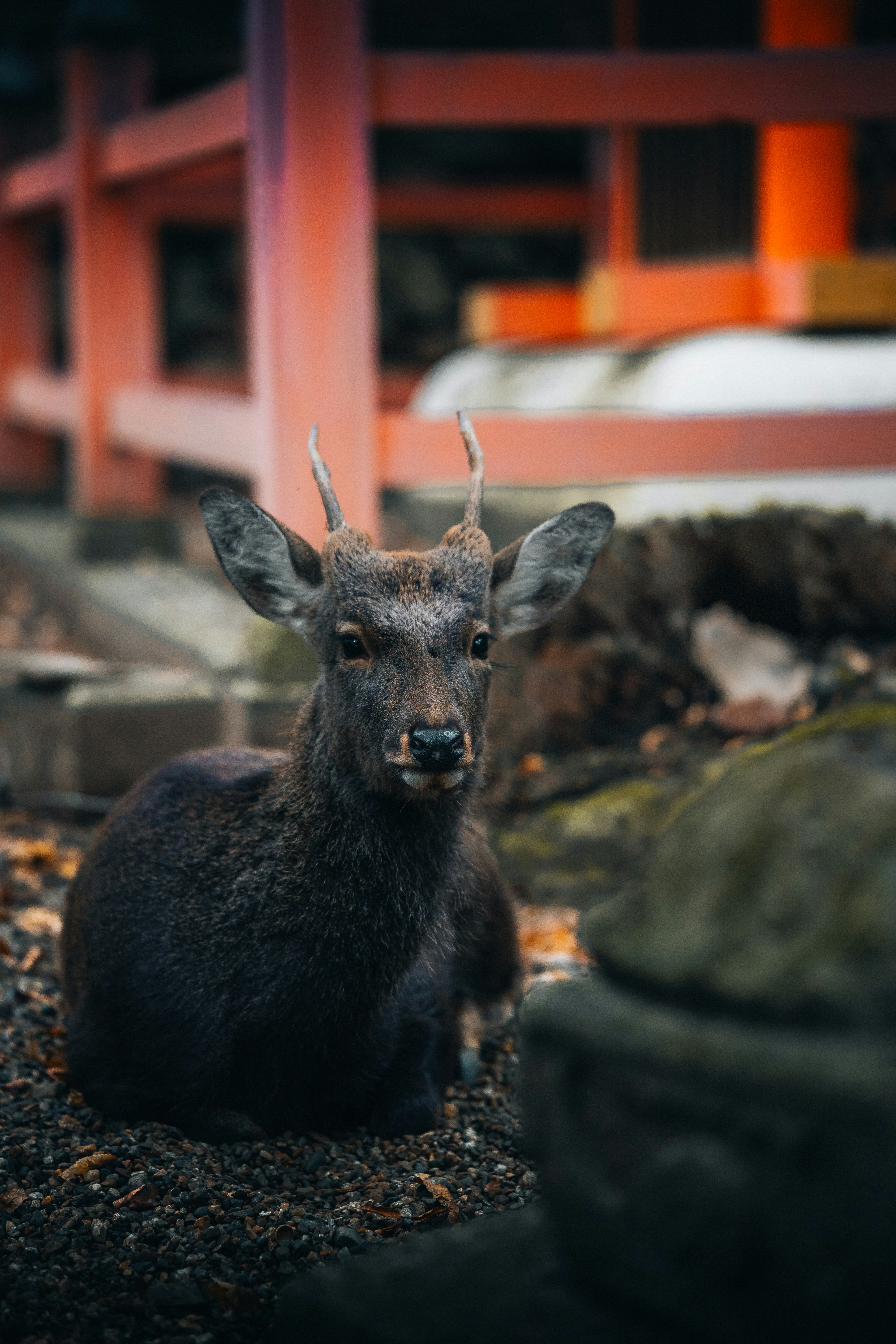 Stilled Watcher by the Red Railing