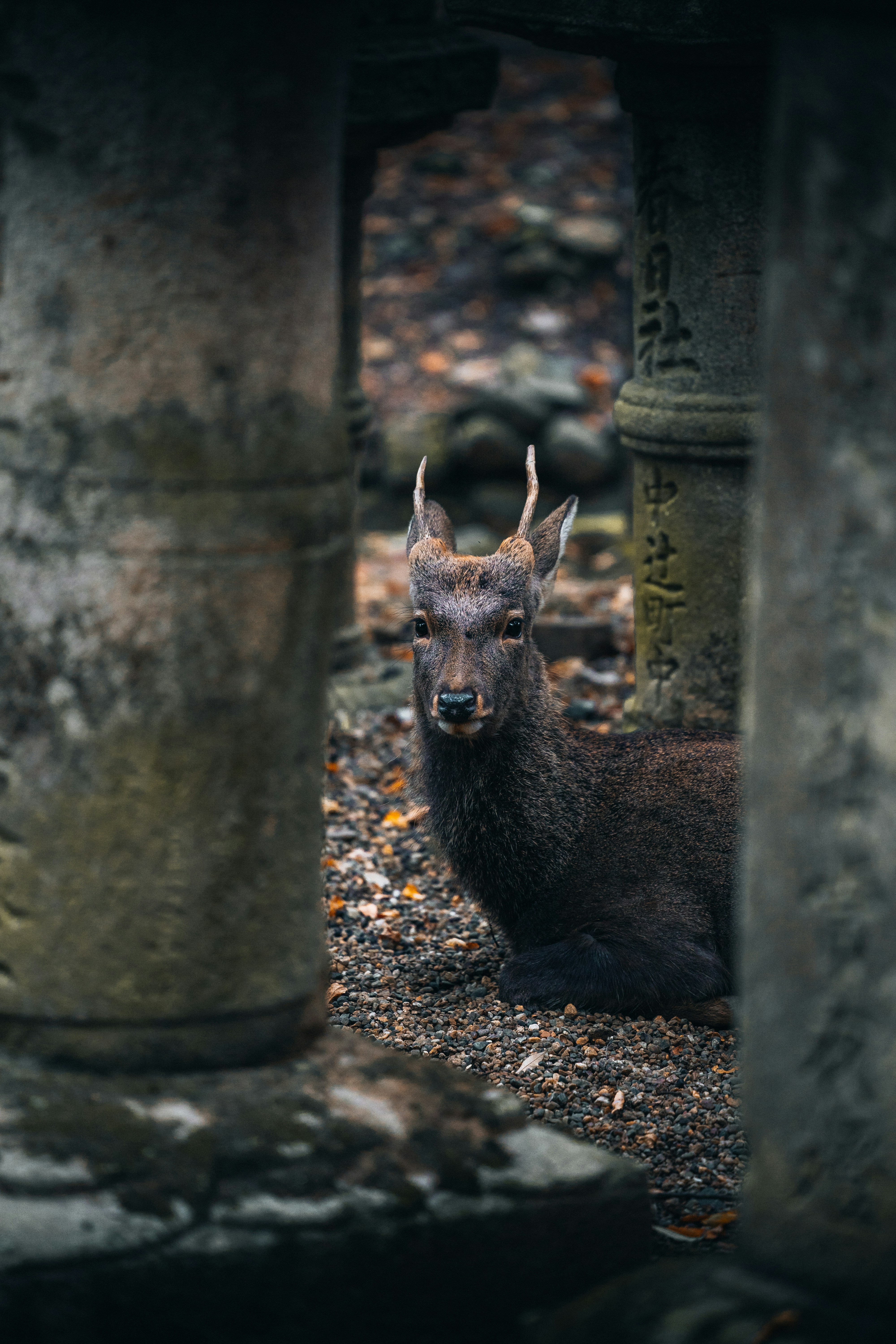 Hidden Stag Among Ancient Pillars