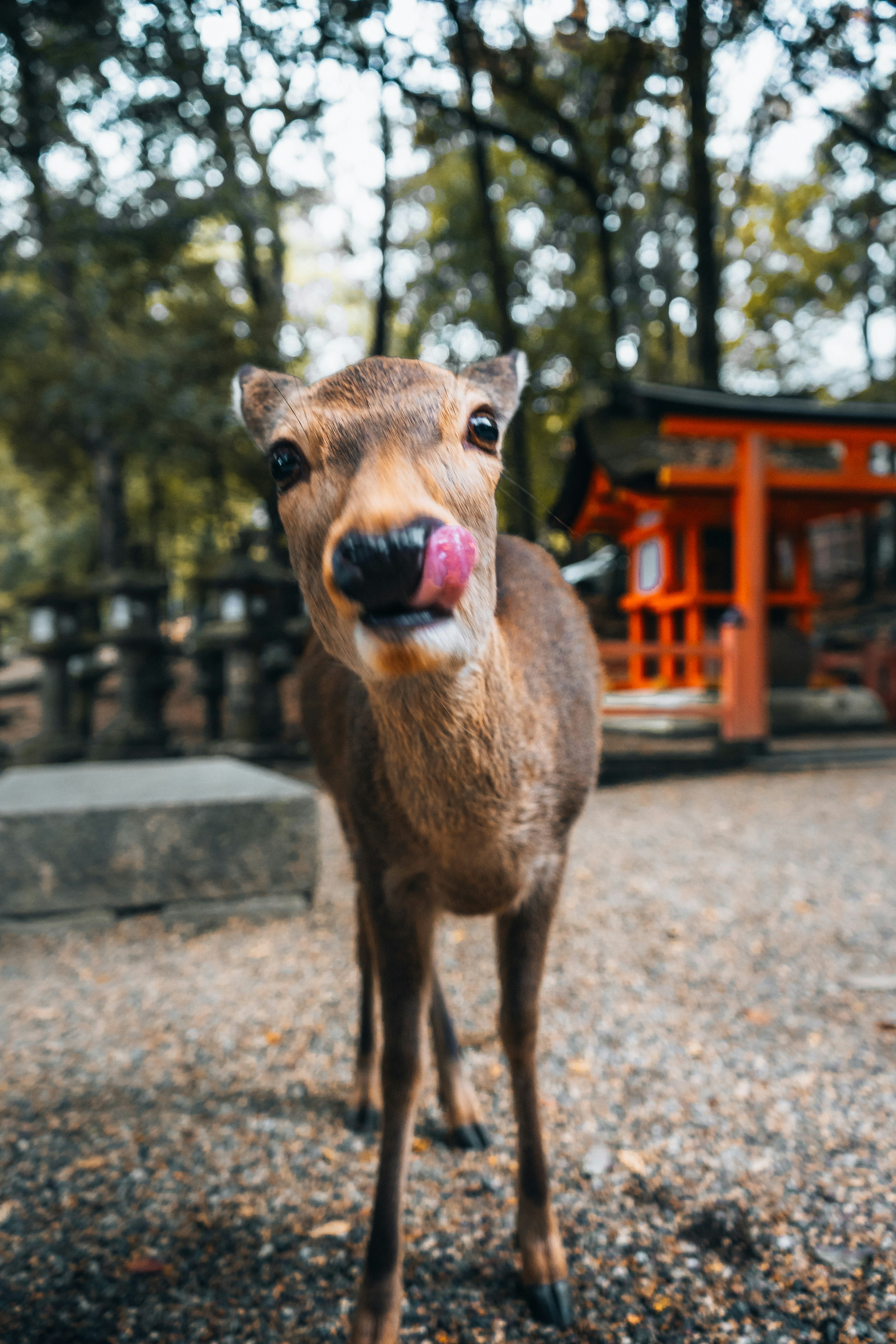 A serene autumn moment in Nara Park, Japan, as wild sika deer interact gently with visitors. The iconic scene is bathed in the warm golden light of fall, with colorful foliage and historic temple backgrounds