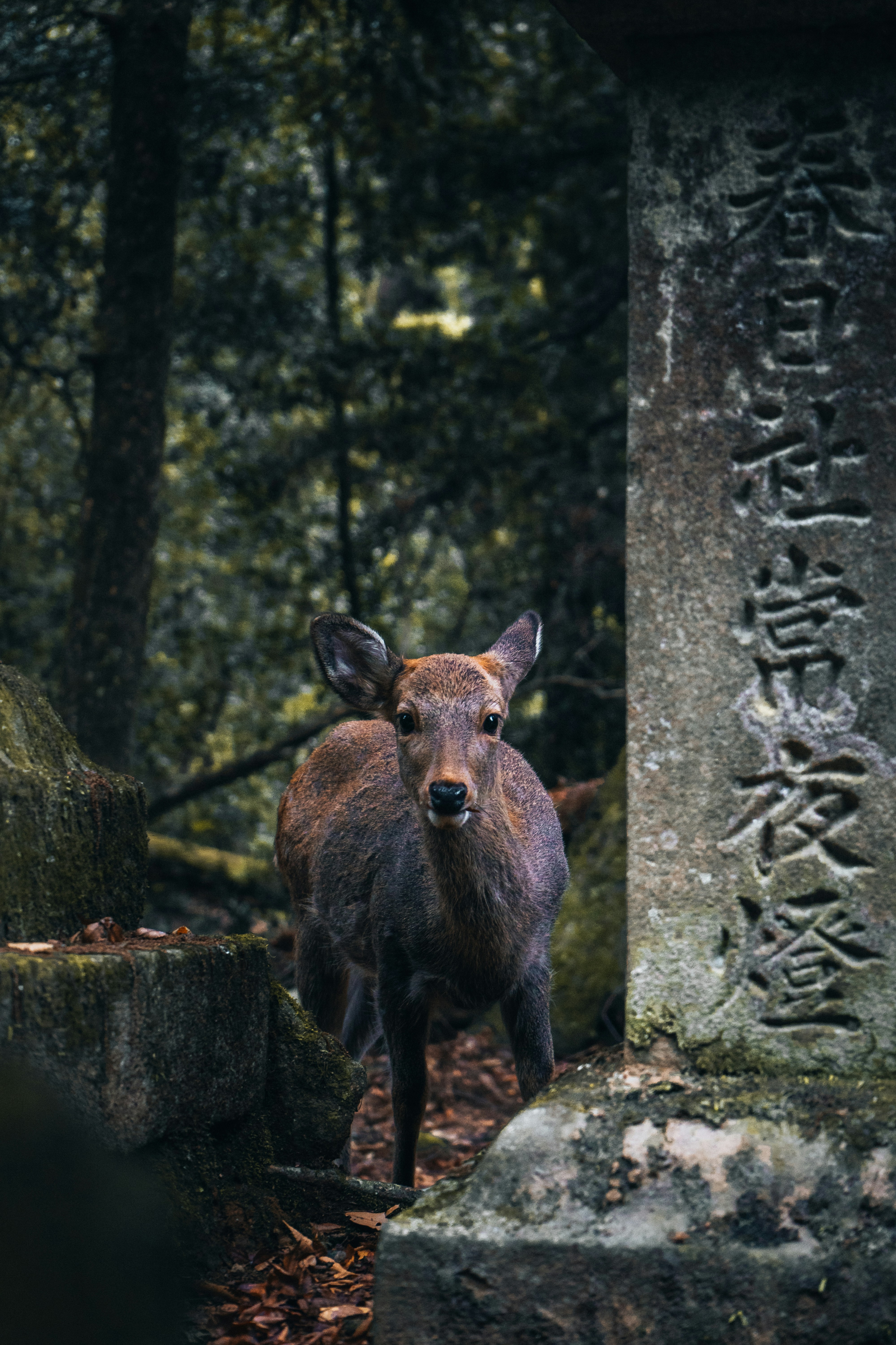 Stately deer in a mossy shrine grove