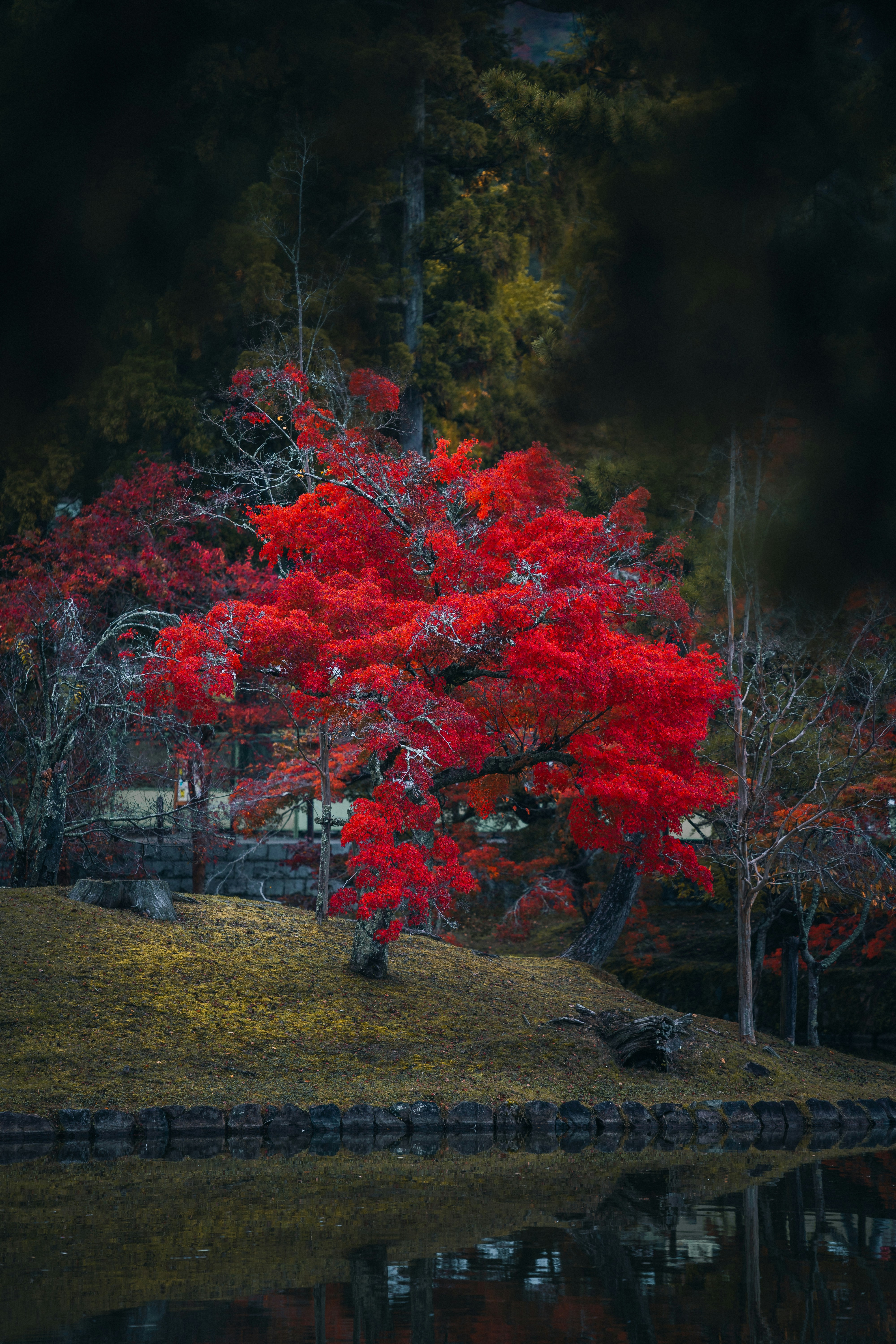A serene autumn moment in Nara Park, Japan, as wild sika deer interact gently with visitors. The iconic scene is bathed in the warm golden light of fall, with colorful foliage and historic temple backgrounds