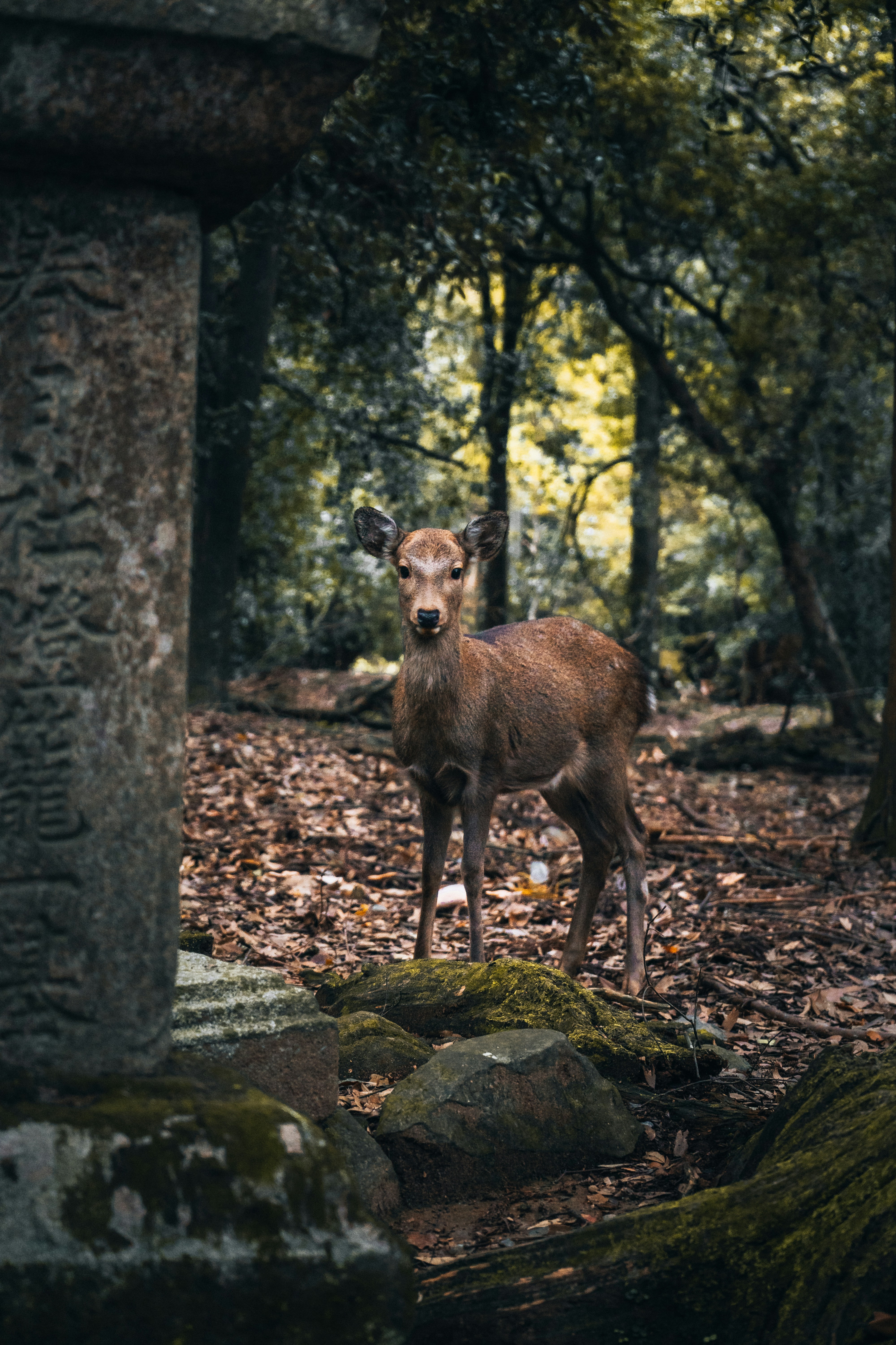A serene autumn moment in Nara Park, Japan, as wild sika deer interact gently with visitors. The iconic scene is bathed in the warm golden light of fall, with colorful foliage and historic temple backgrounds