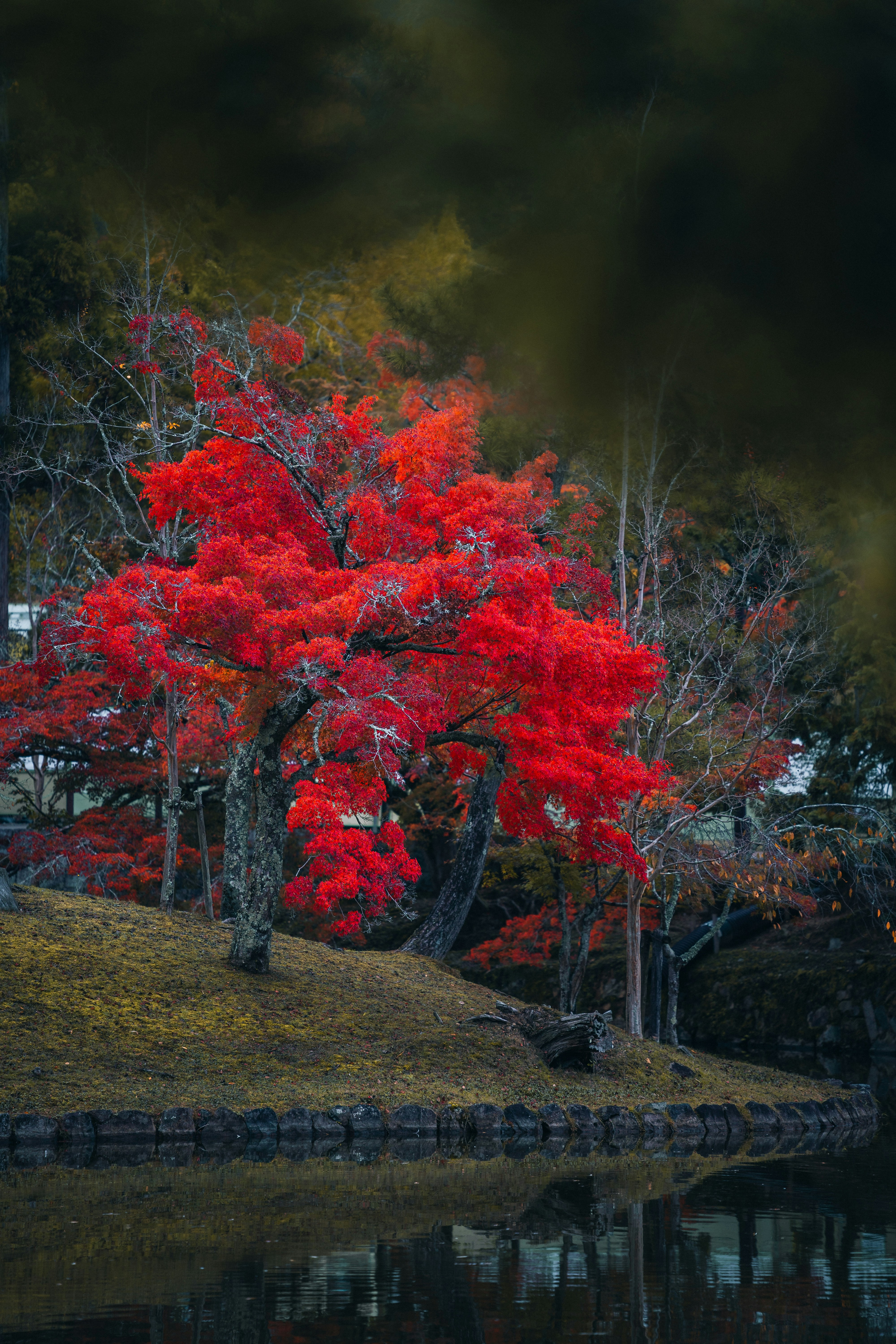 A serene autumn moment in Nara Park, Japan, as wild sika deer interact gently with visitors. The iconic scene is bathed in the warm golden light of fall, with colorful foliage and historic temple backgrounds
