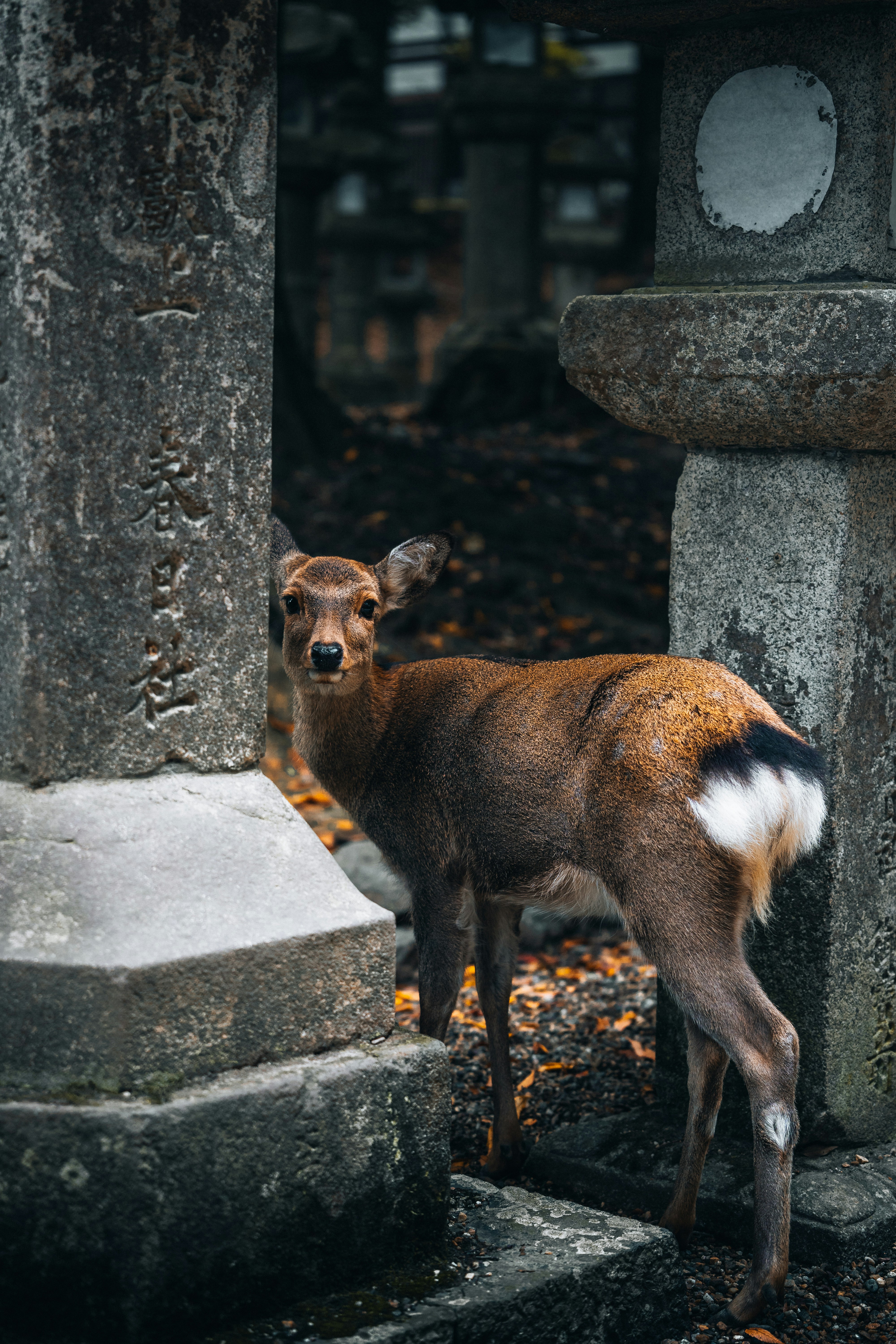 Quiet Stare Between Stone Lanterns