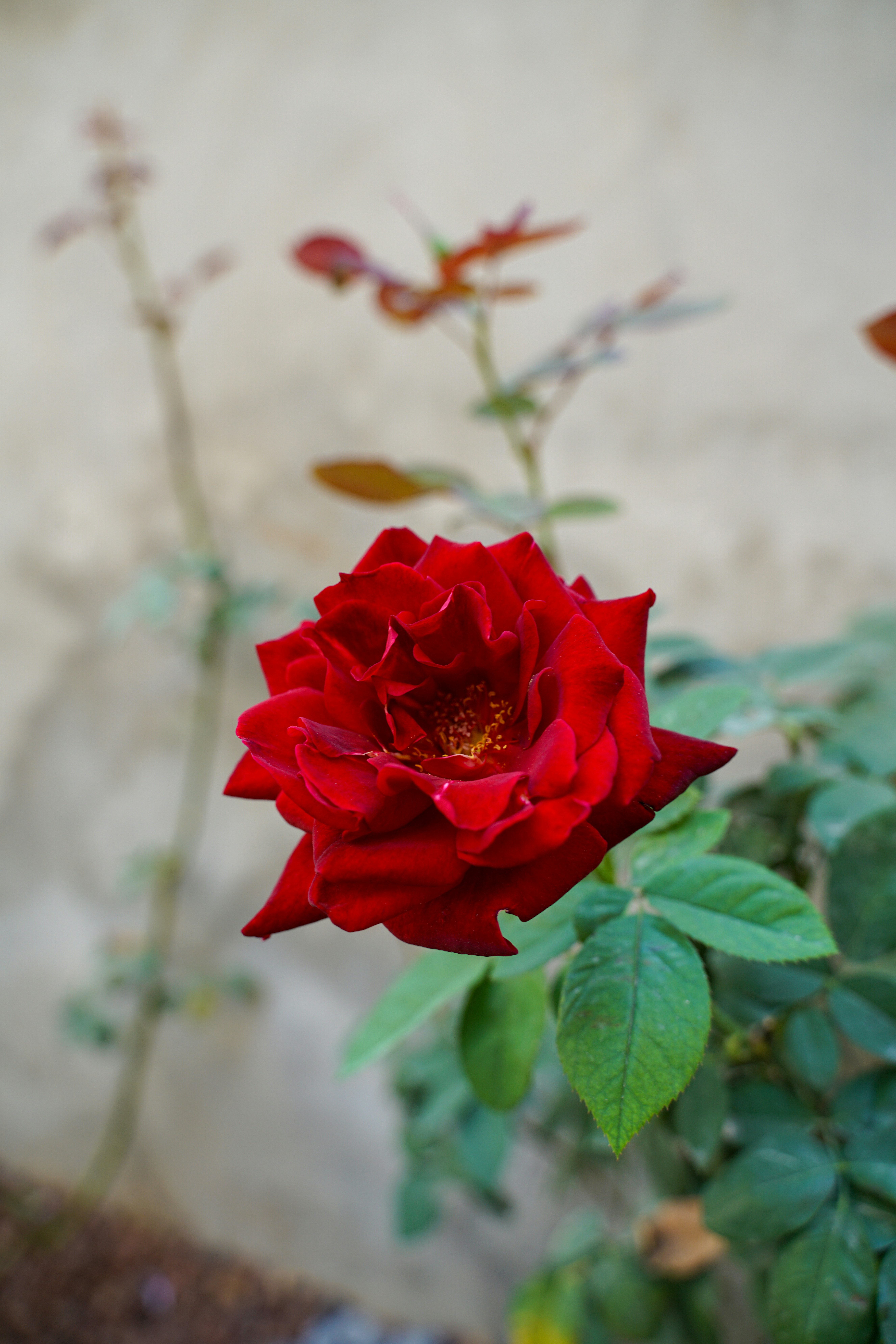 Crimson Rose in Focus Against a Soft Backdrop