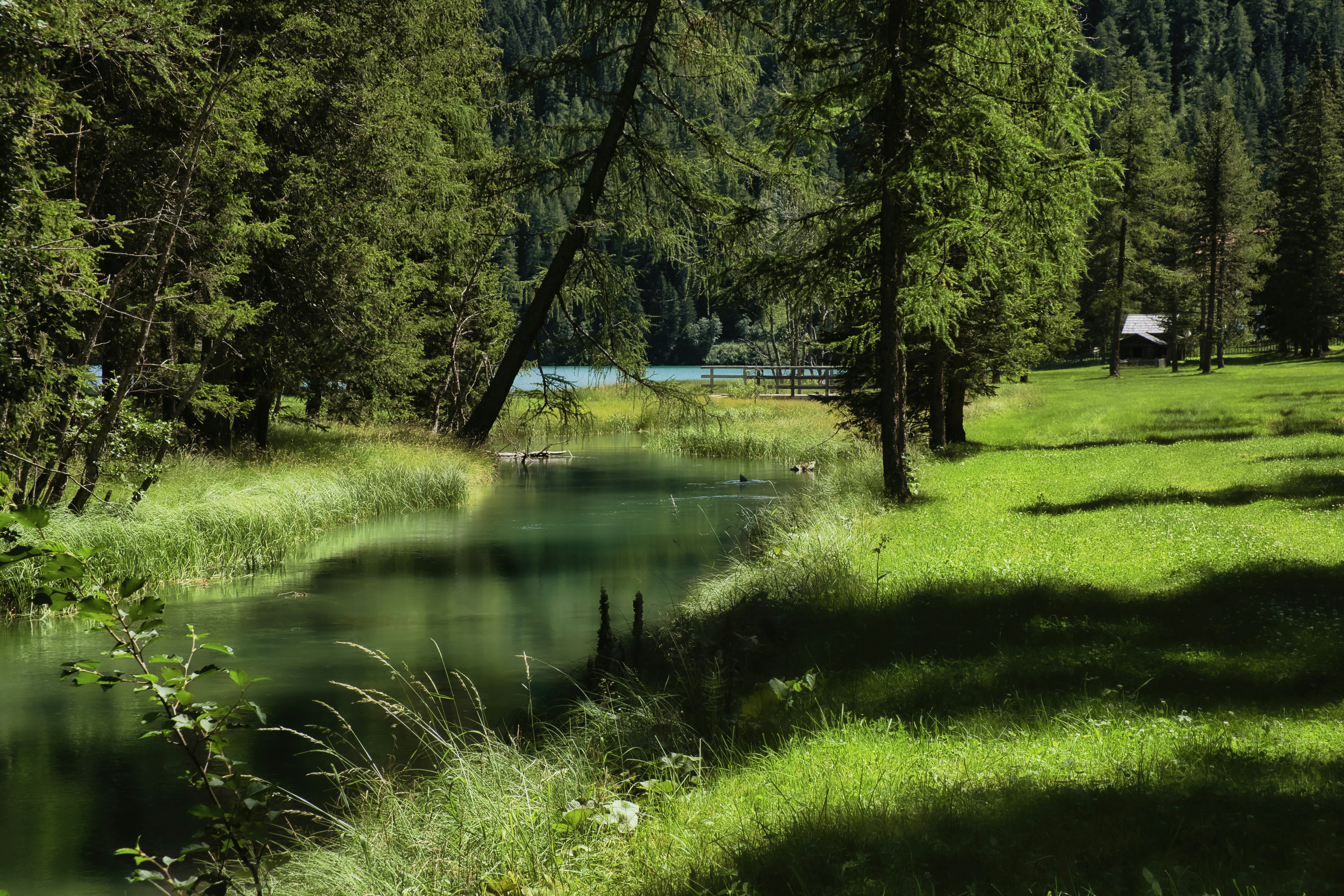 Sunlit Stream Through a Quiet Alpine Clearing