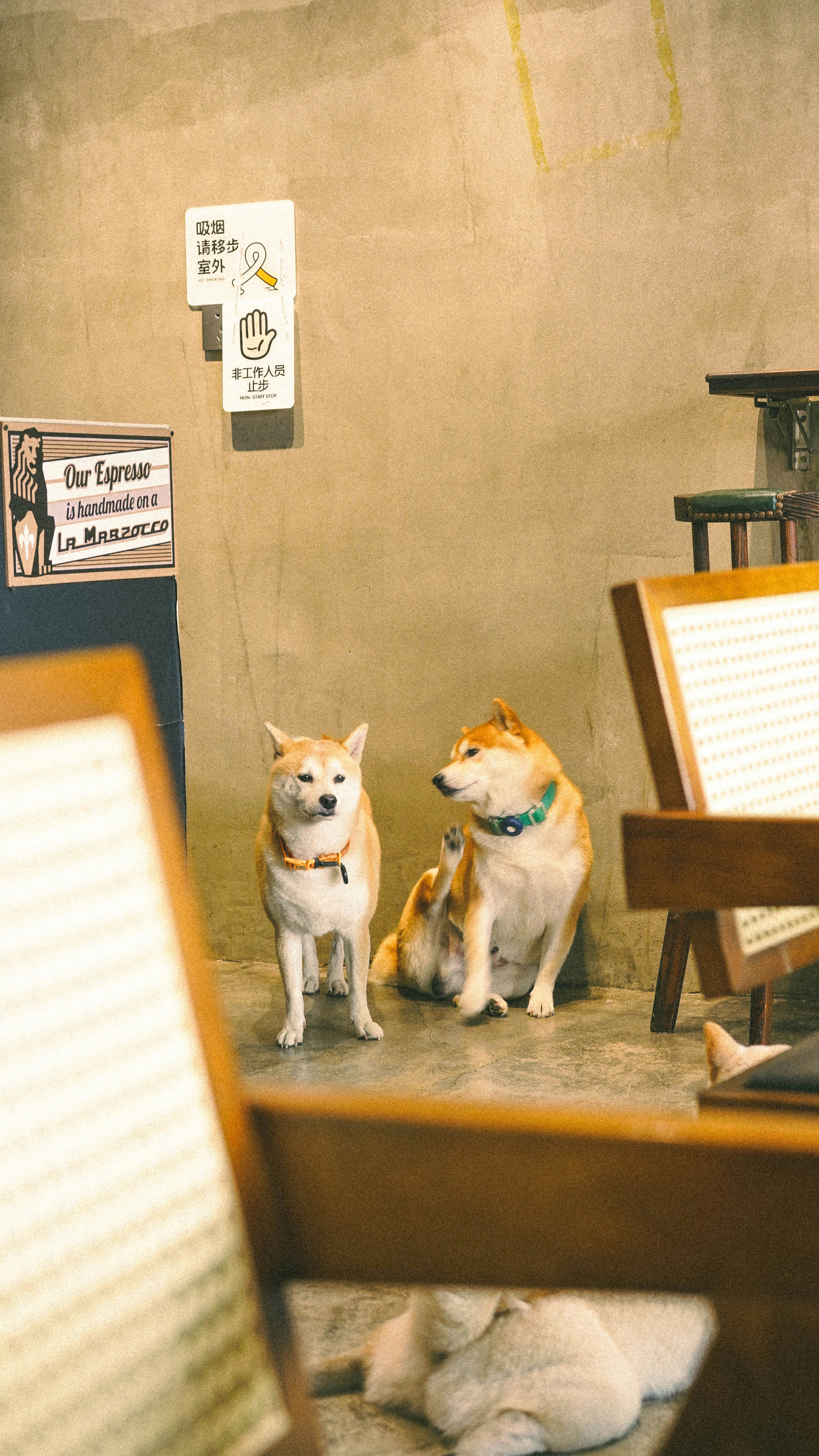 Cafe Duo: Two Shiba-like Dogs in Quiet Corner