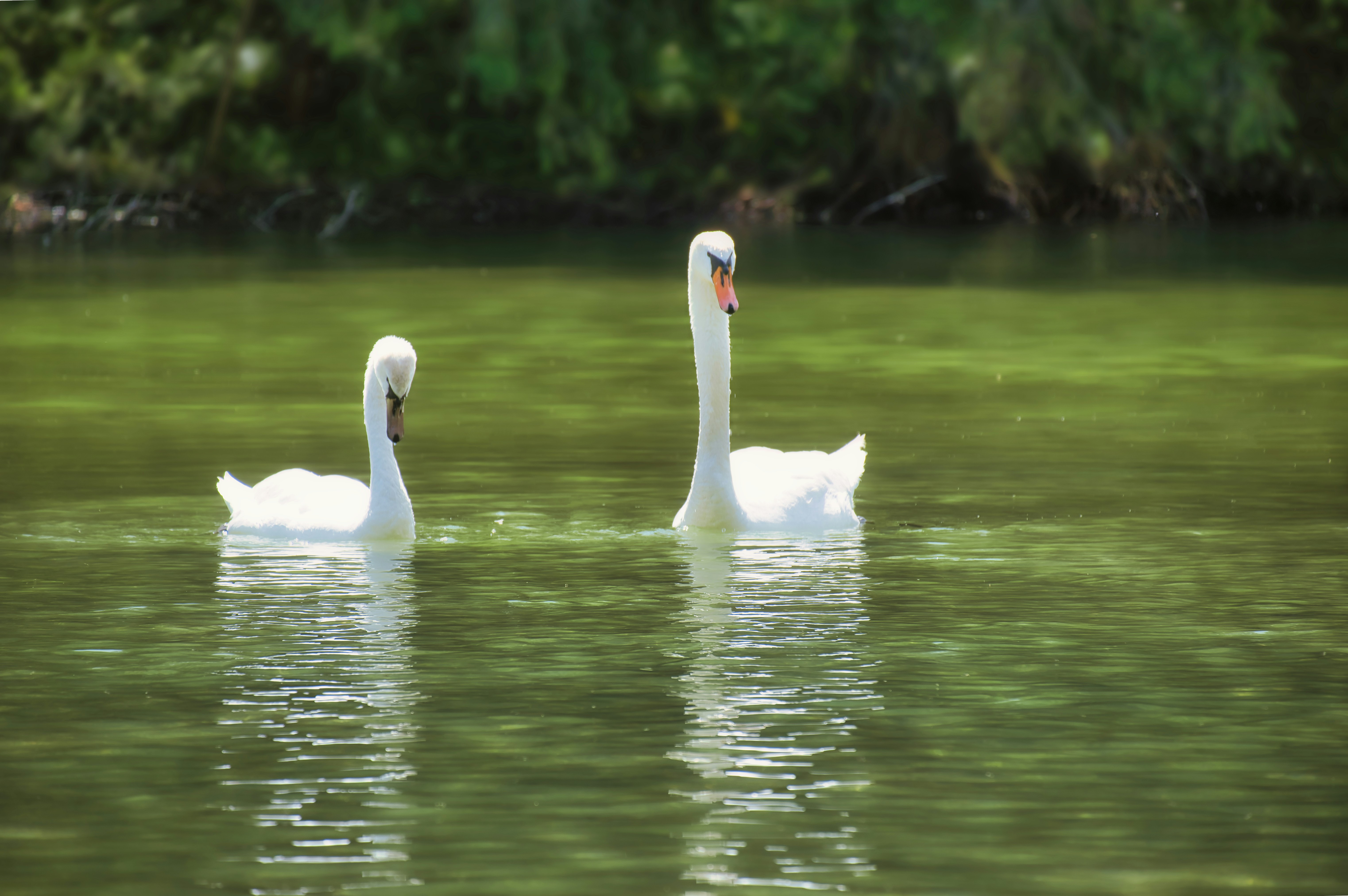 Pair of swans in love