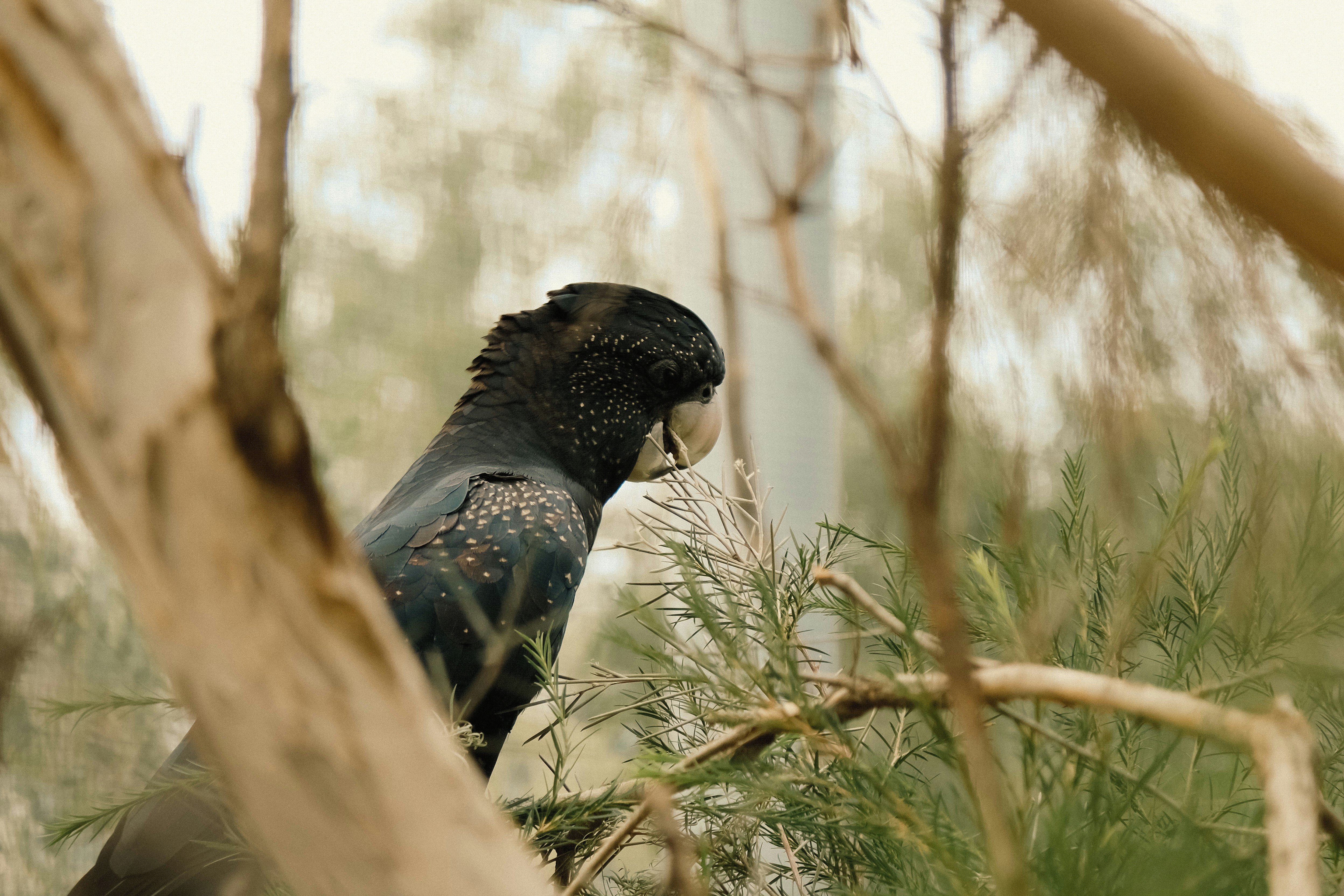 Hidden Winged Glimpse: A Parrot Behind Branches