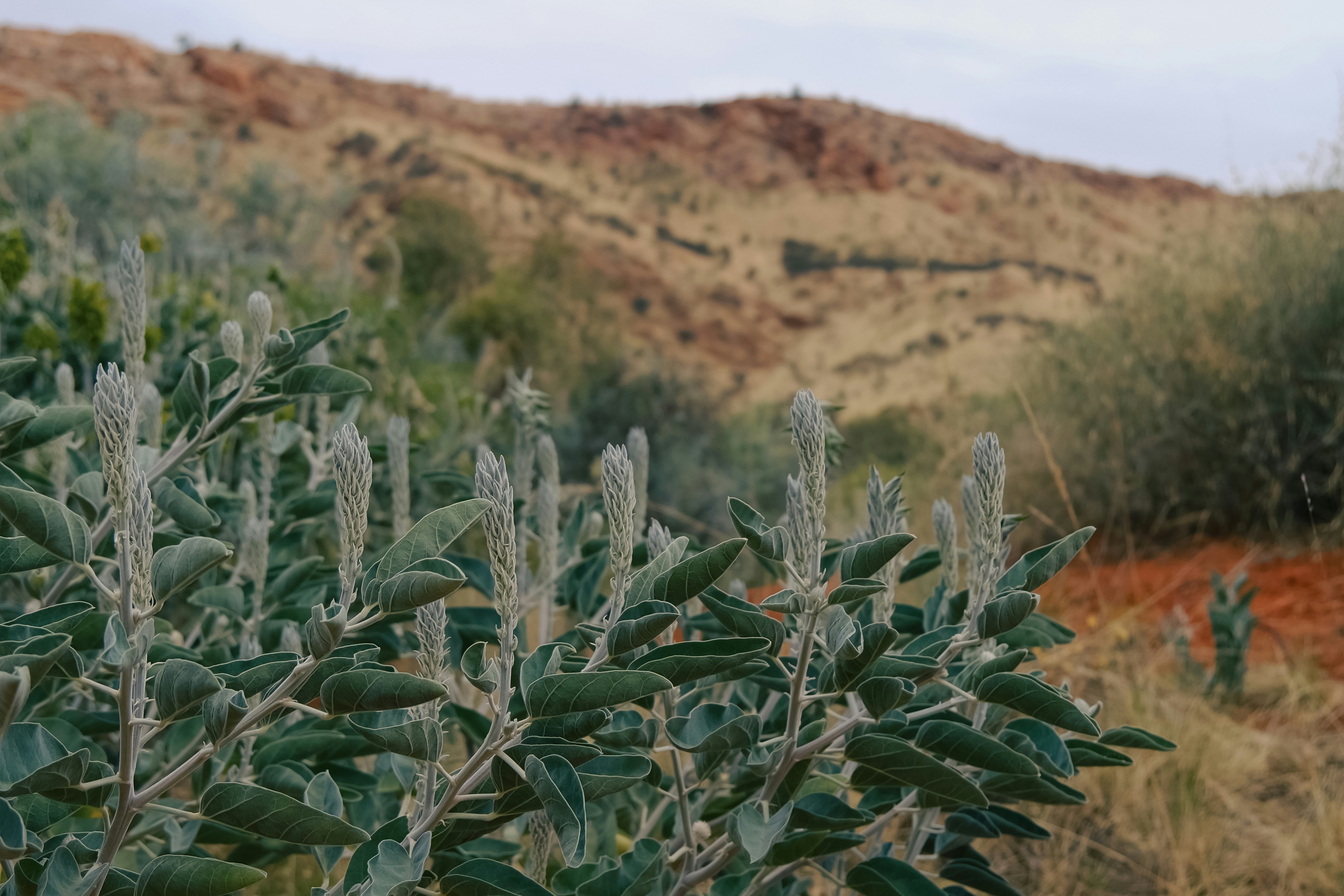 Desert shrub in focus: silvery foliage framing rugged hills