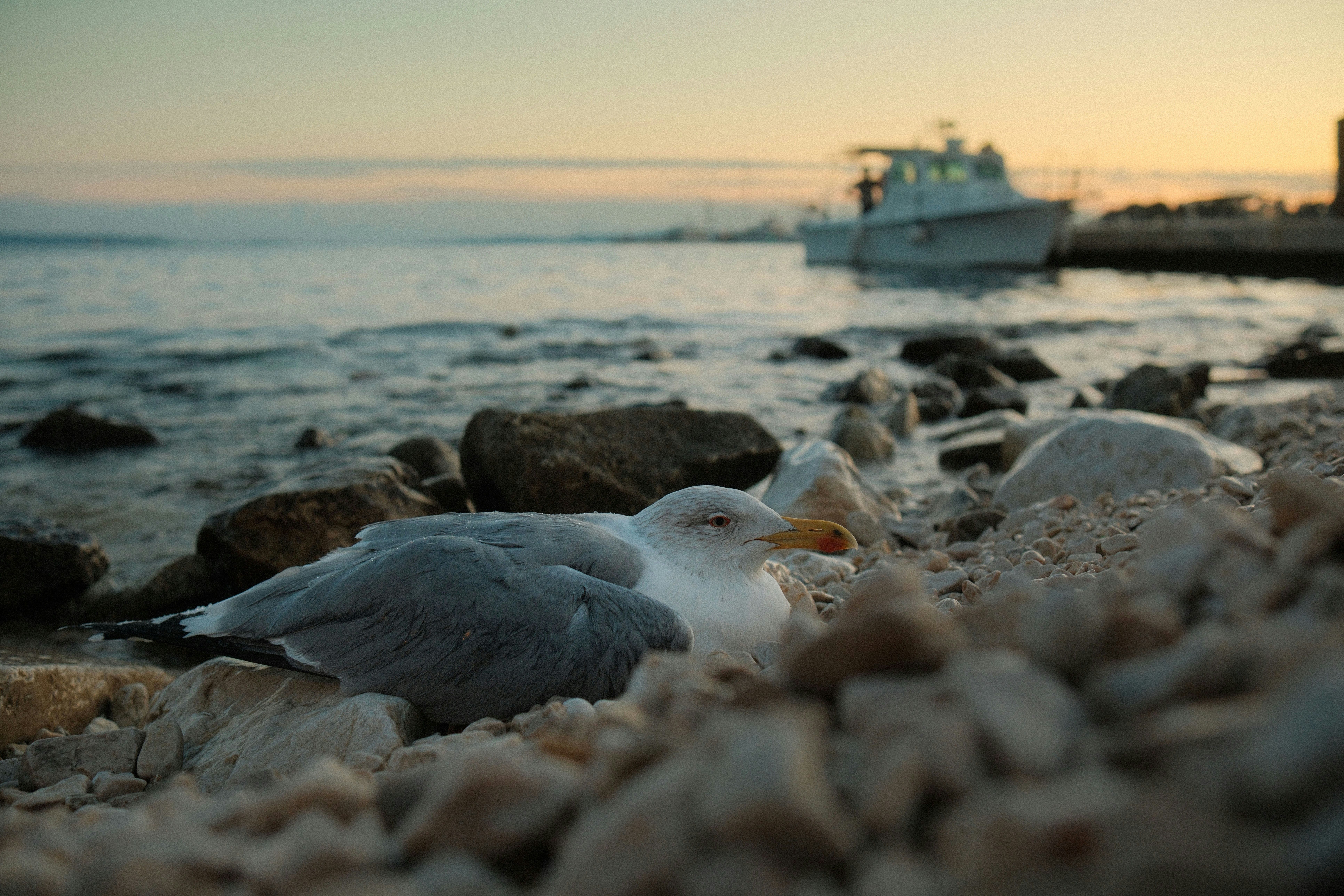 Sunlit Shoreline Gull at Dusk