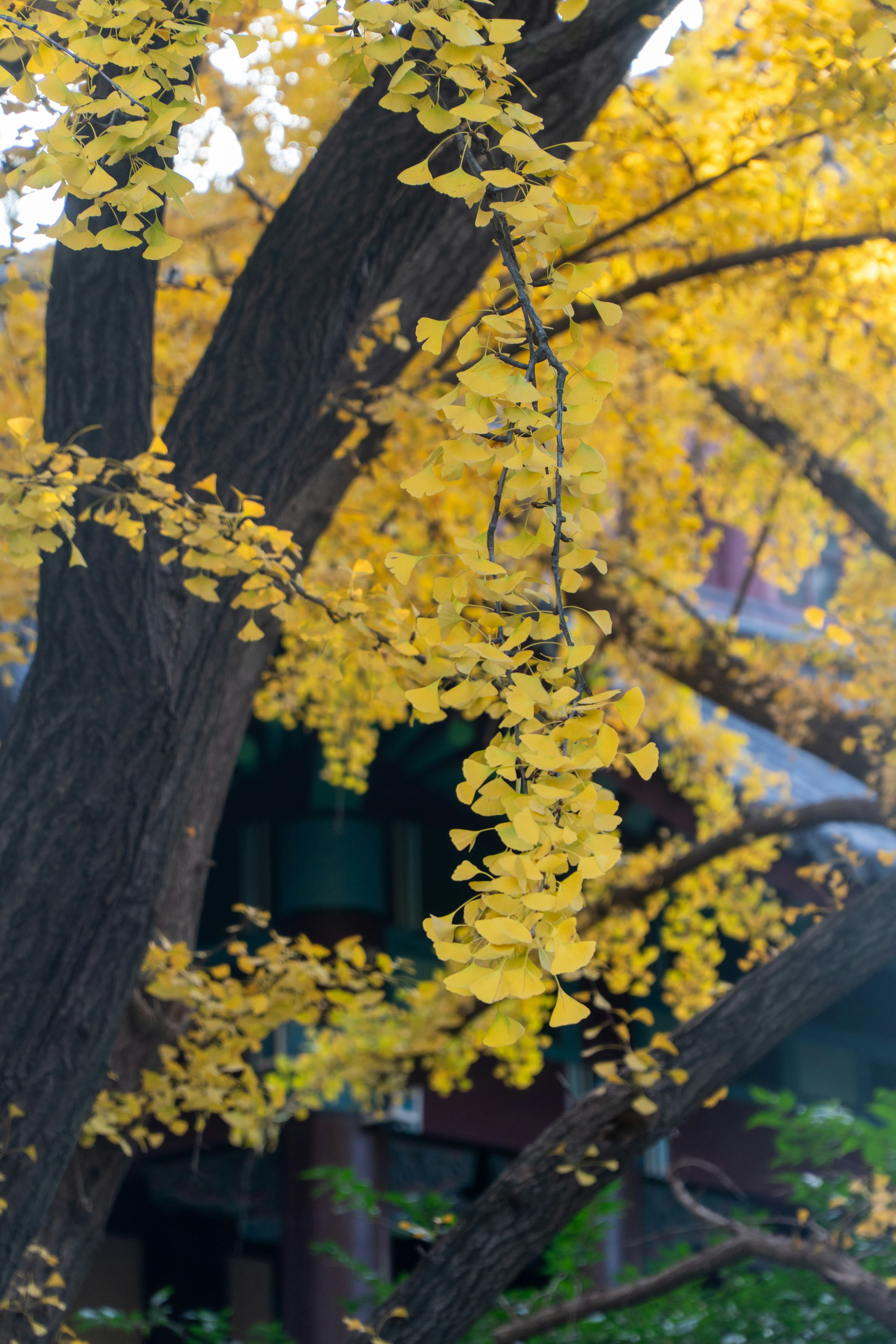 Photo by Sanna Xu with Sony Alpha 6300