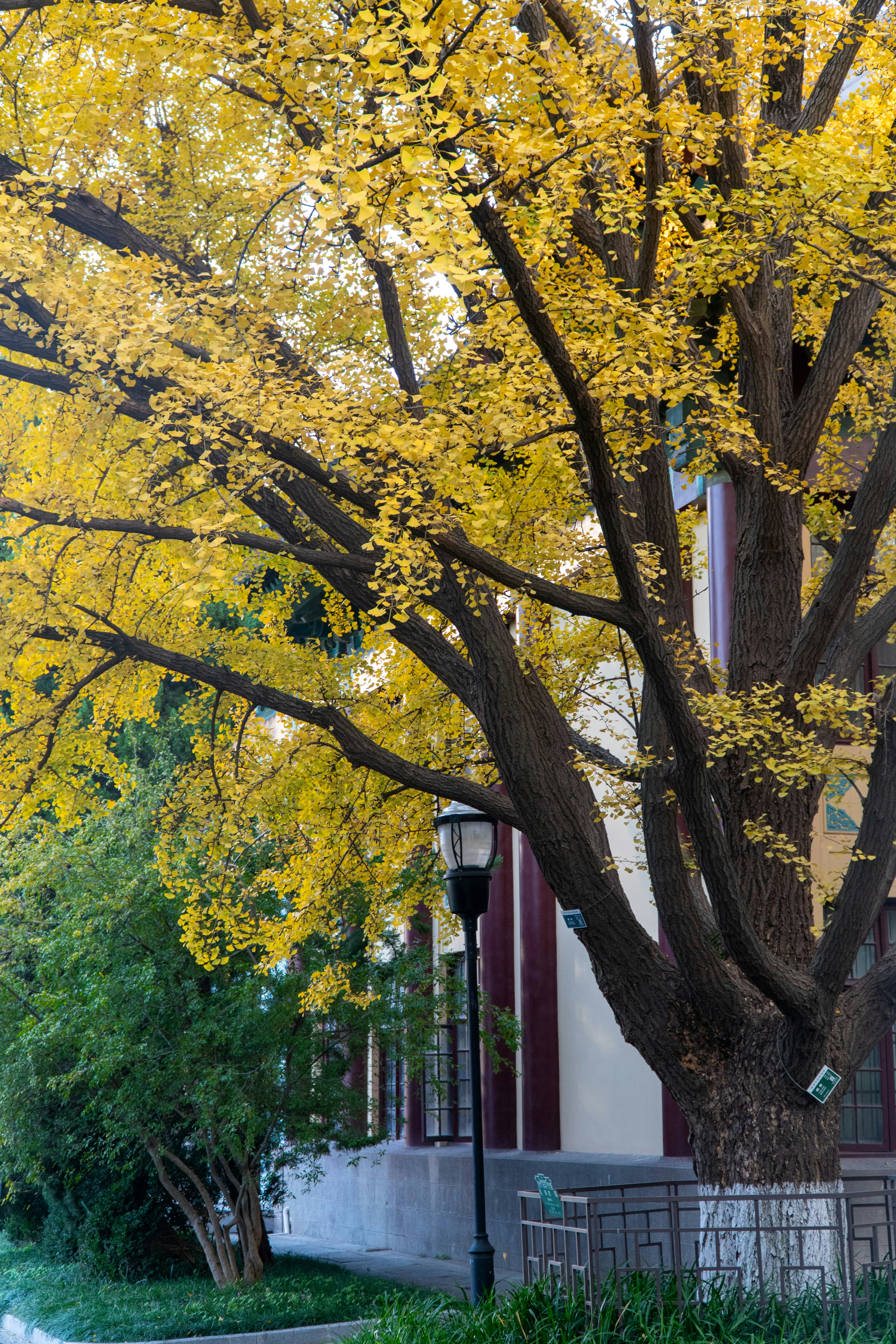 Photo by Sanna Xu with Sony Alpha 6300