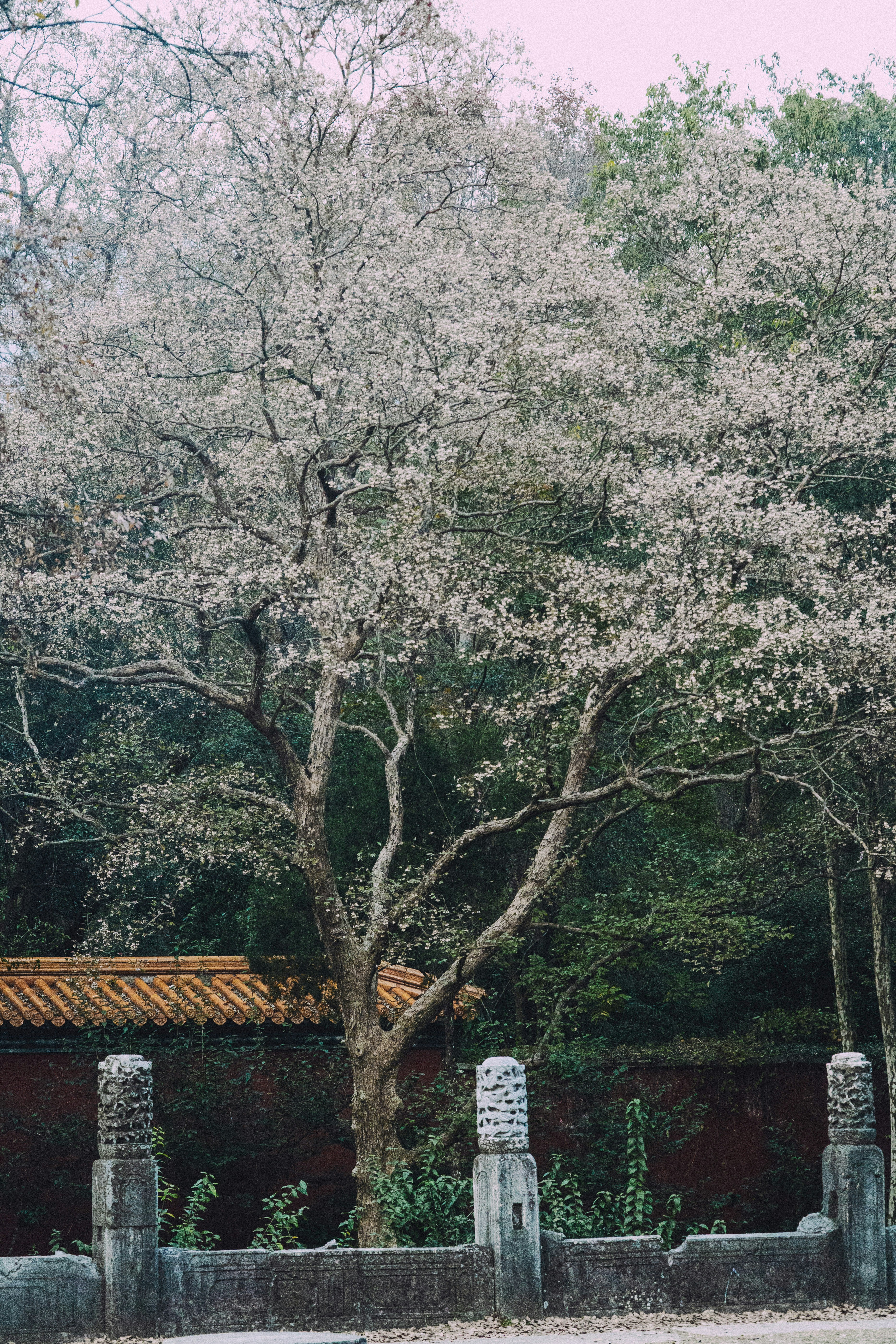 Photo by Sanna Xu with Sony Alpha 6300