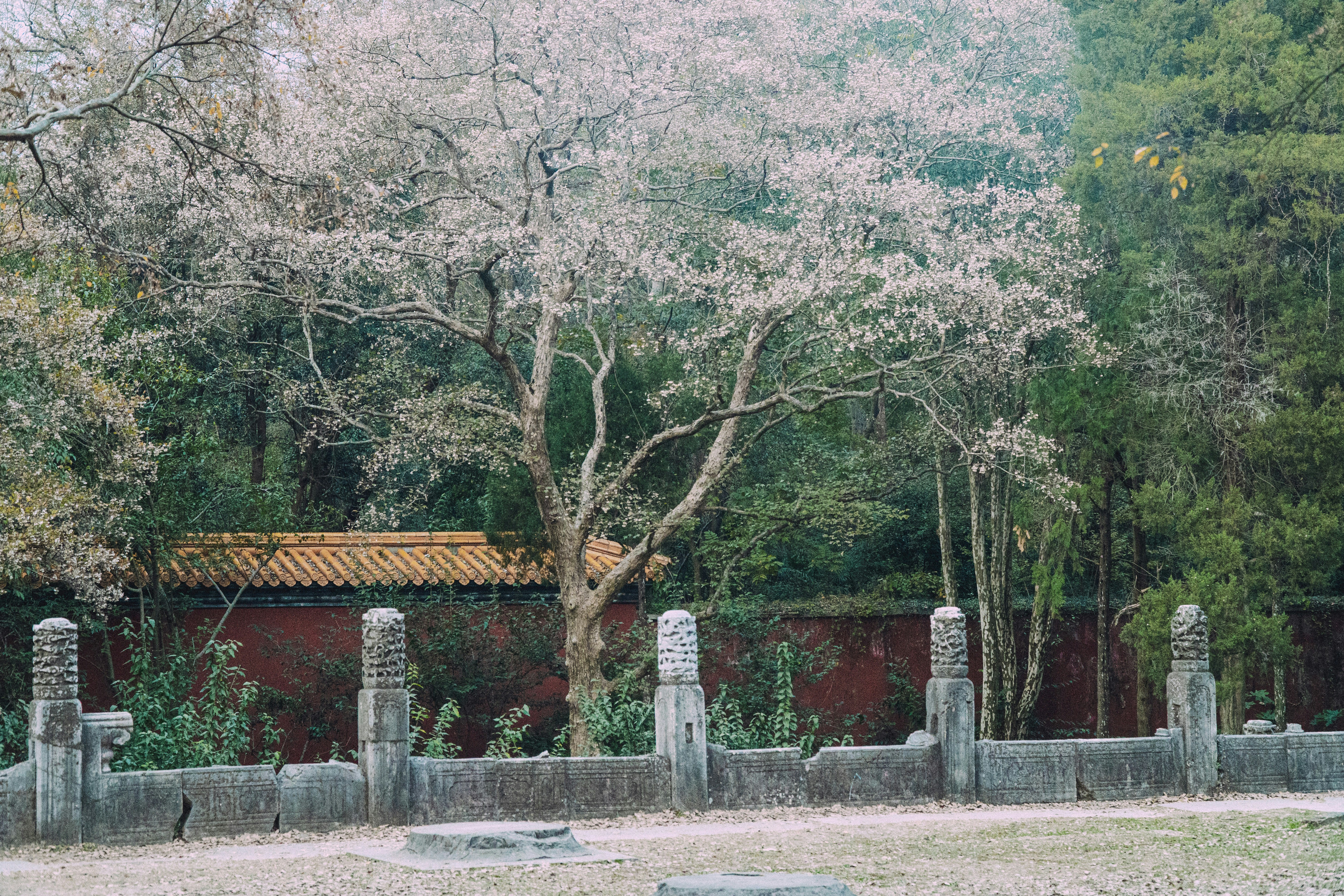 Photo by Sanna Xu with Sony Alpha 6300