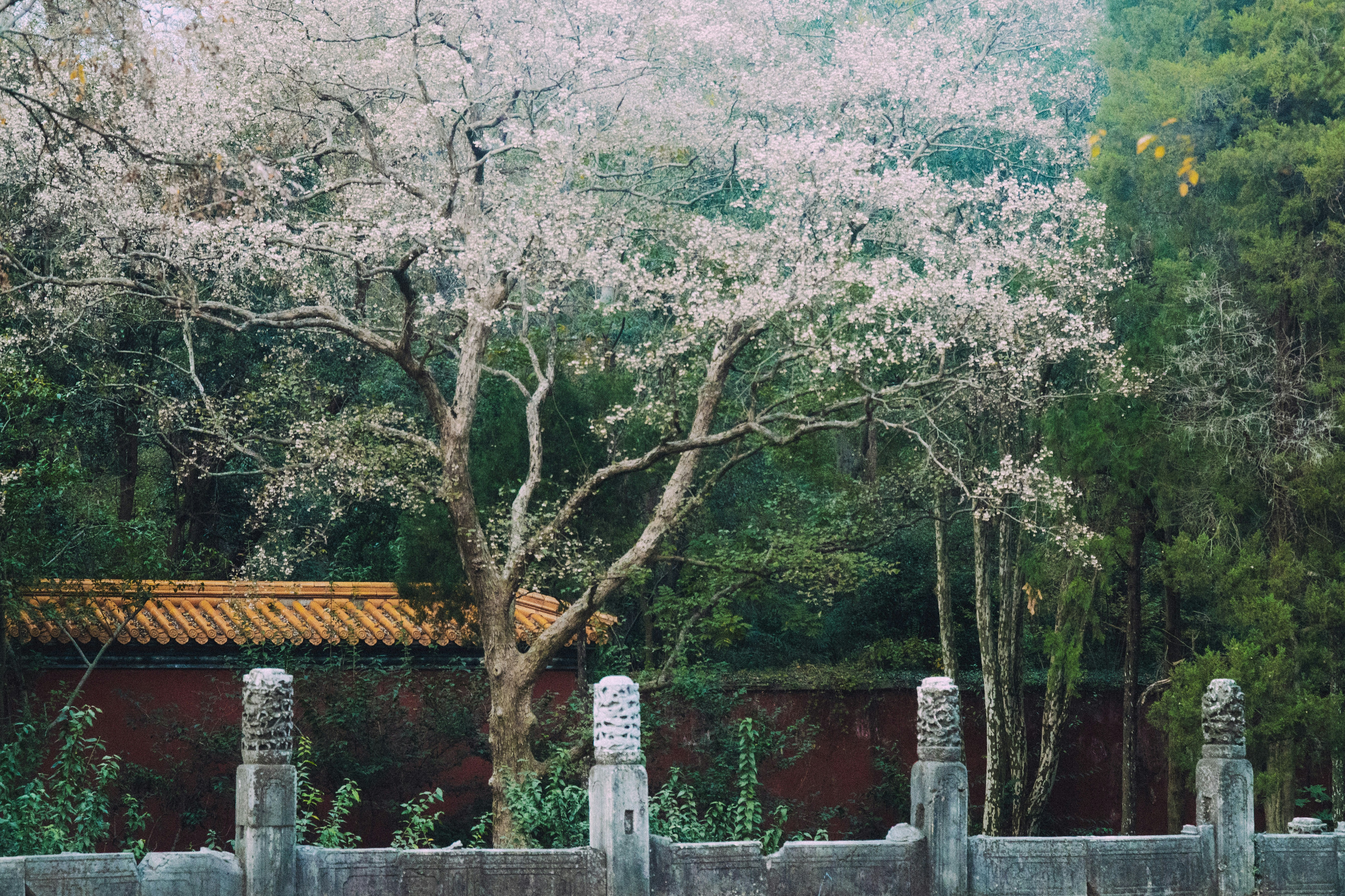 Photo by Sanna Xu with Sony Alpha 6300