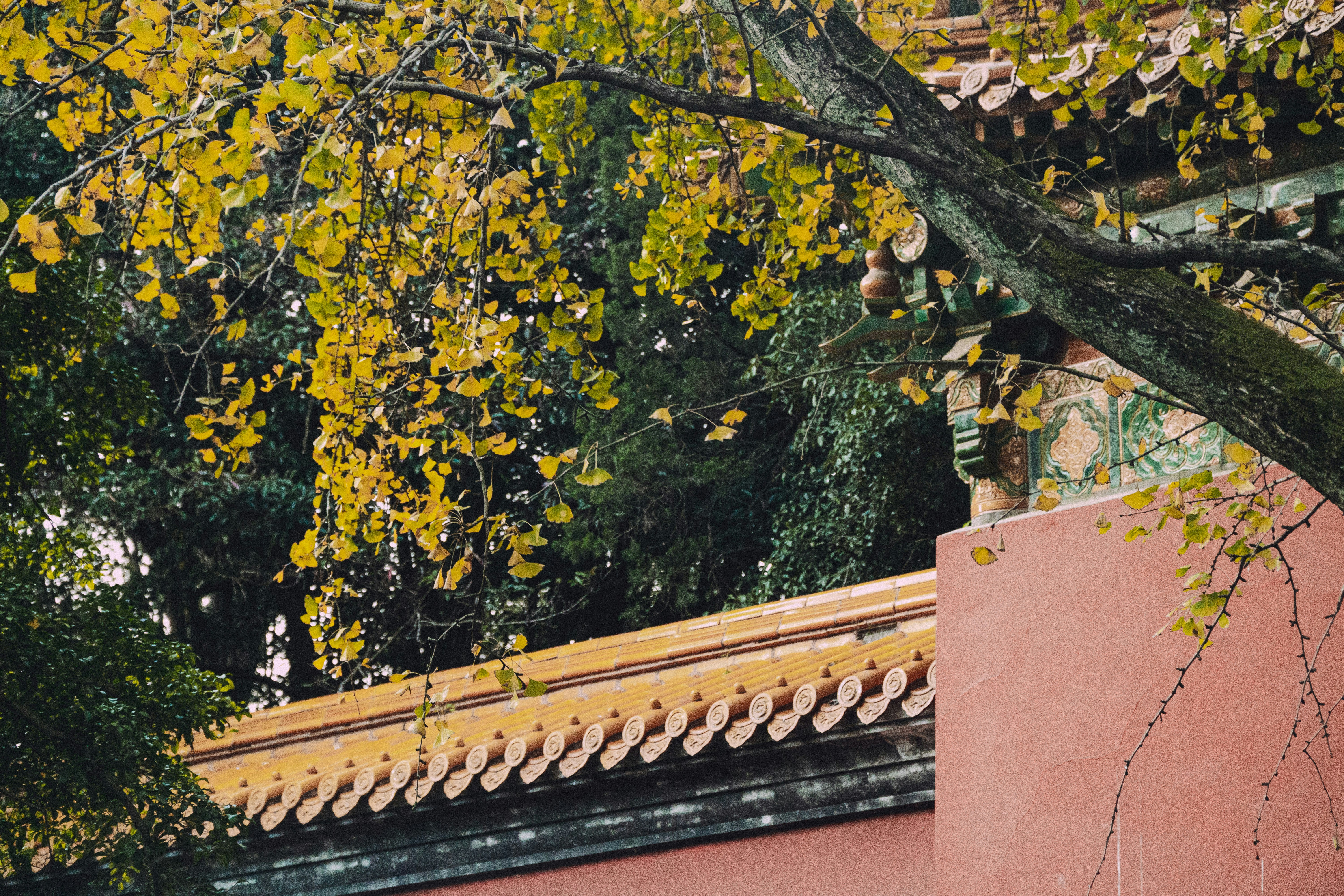 Photo by Sanna Xu with Sony Alpha 6300