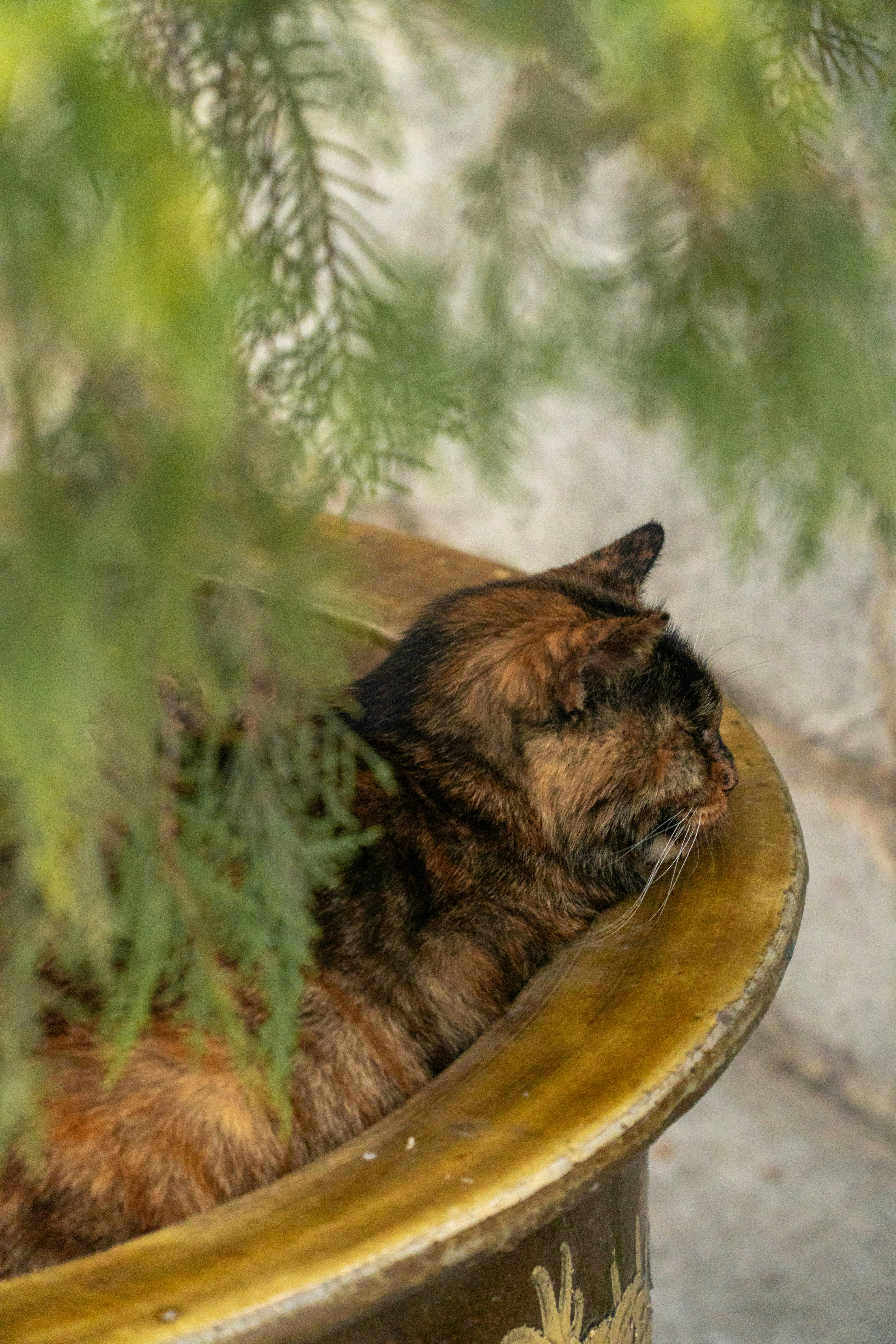 Photo by Sanna Xu with Sony Alpha 6300