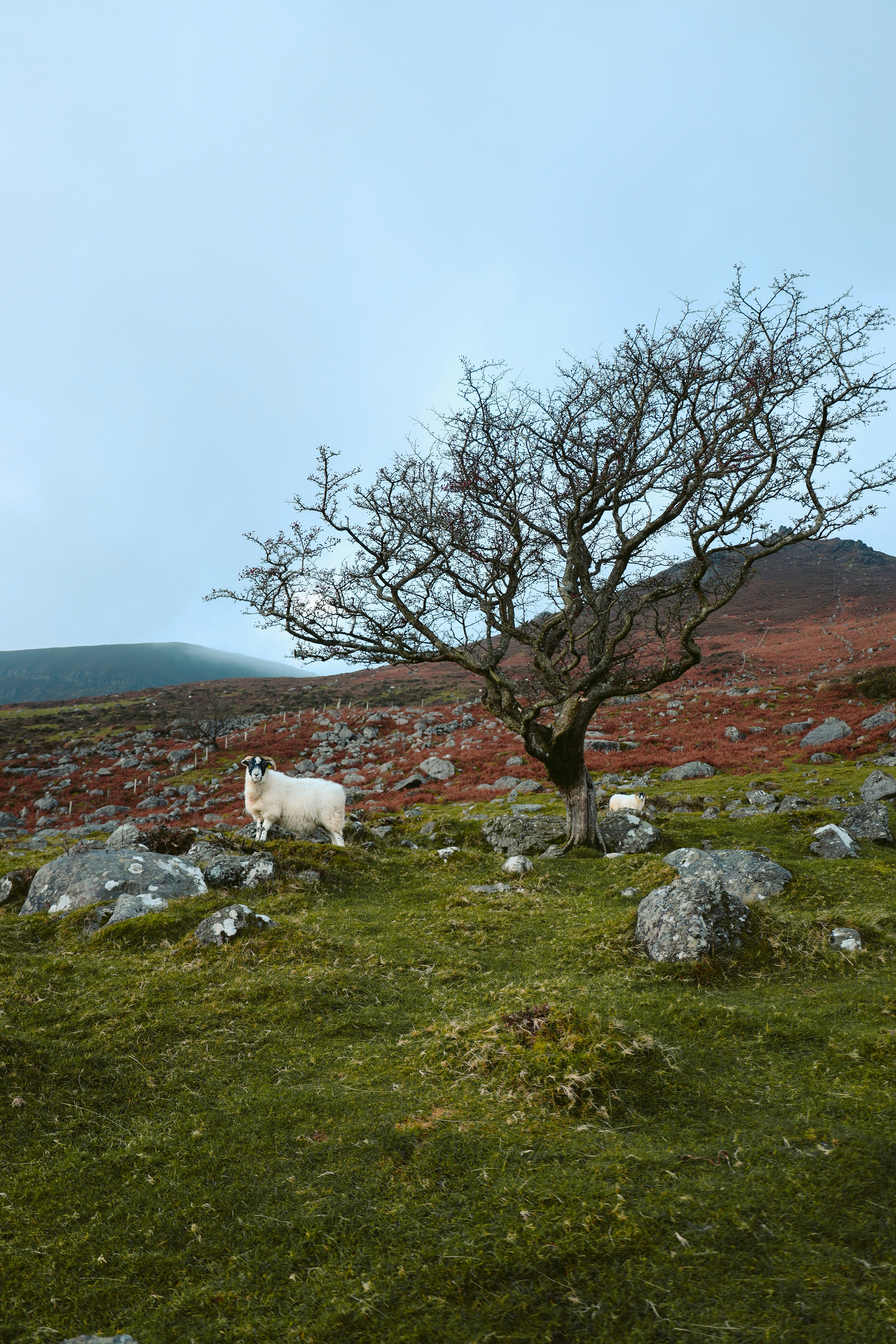 Lone Tree Over Welsh-Tinted Moor with Grazing Sheep