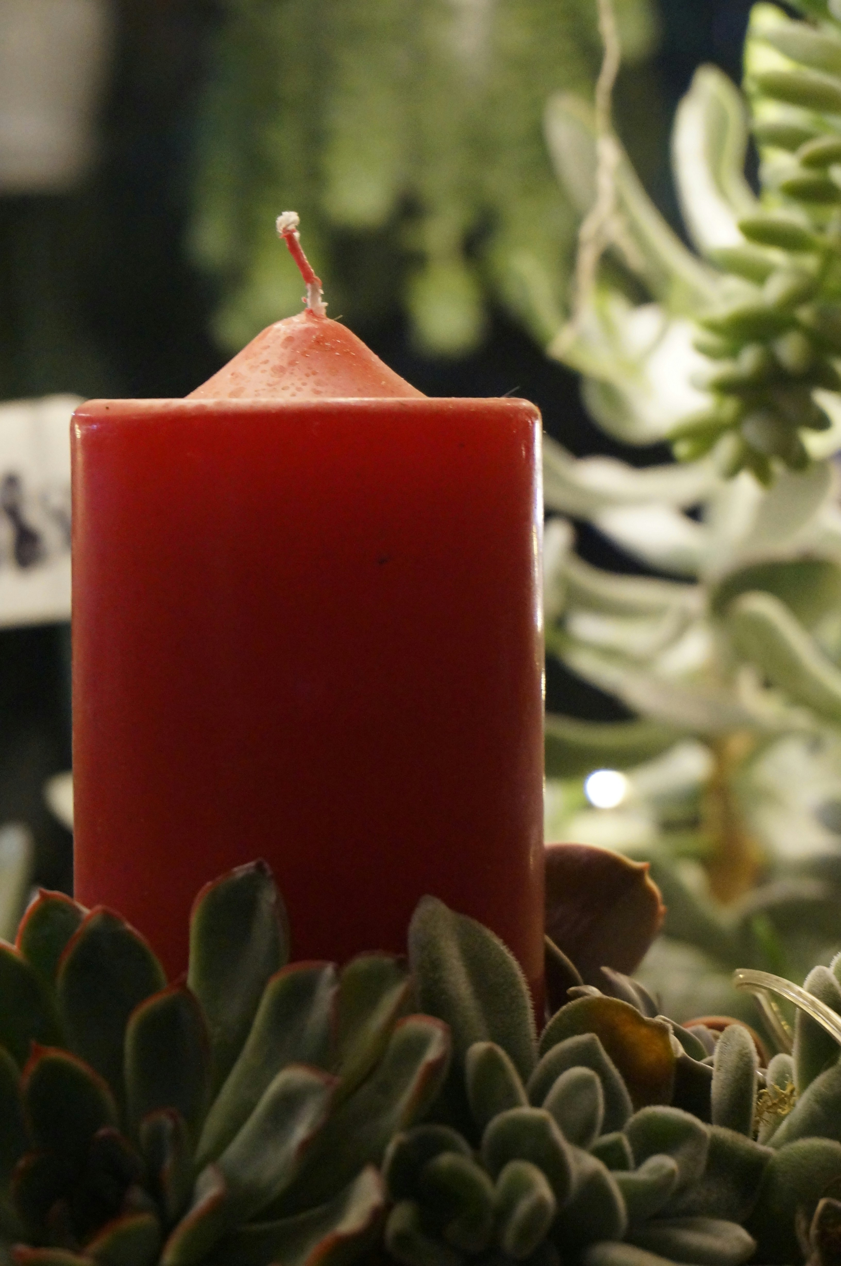 Crimson Pillar: A Central Candle Amid Green Foliage